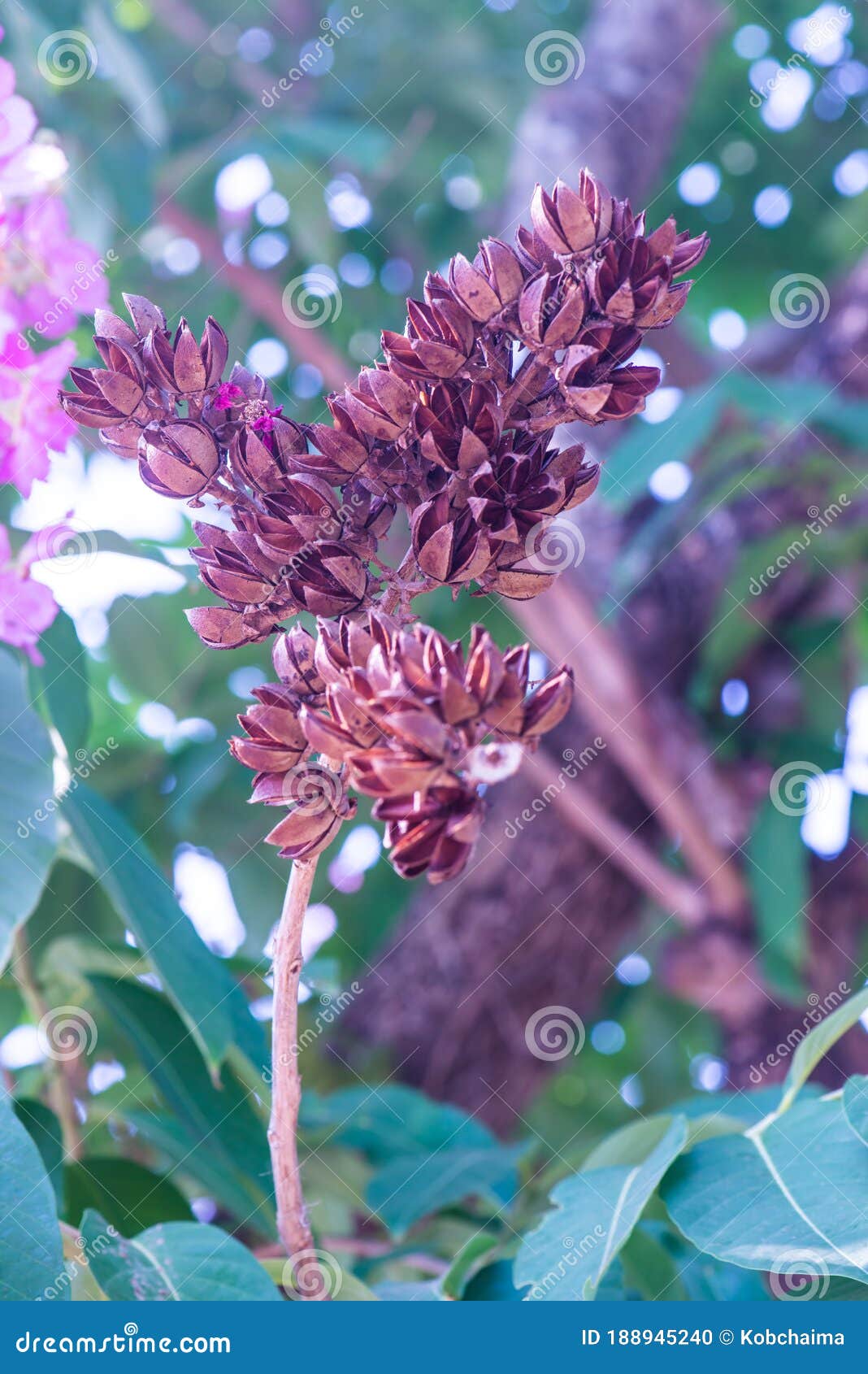 Lagerstroemia Fruit on Tree Stock Photo - Image of flora, gardening ...