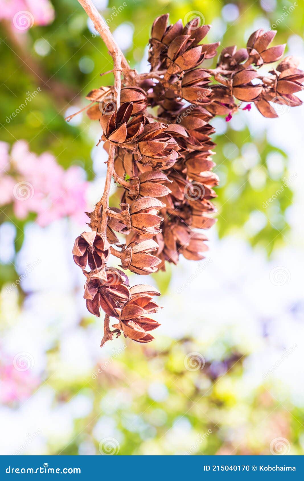 Lagerstroemia Fruit on Tree Stock Photo - Image of lagerstroemia ...