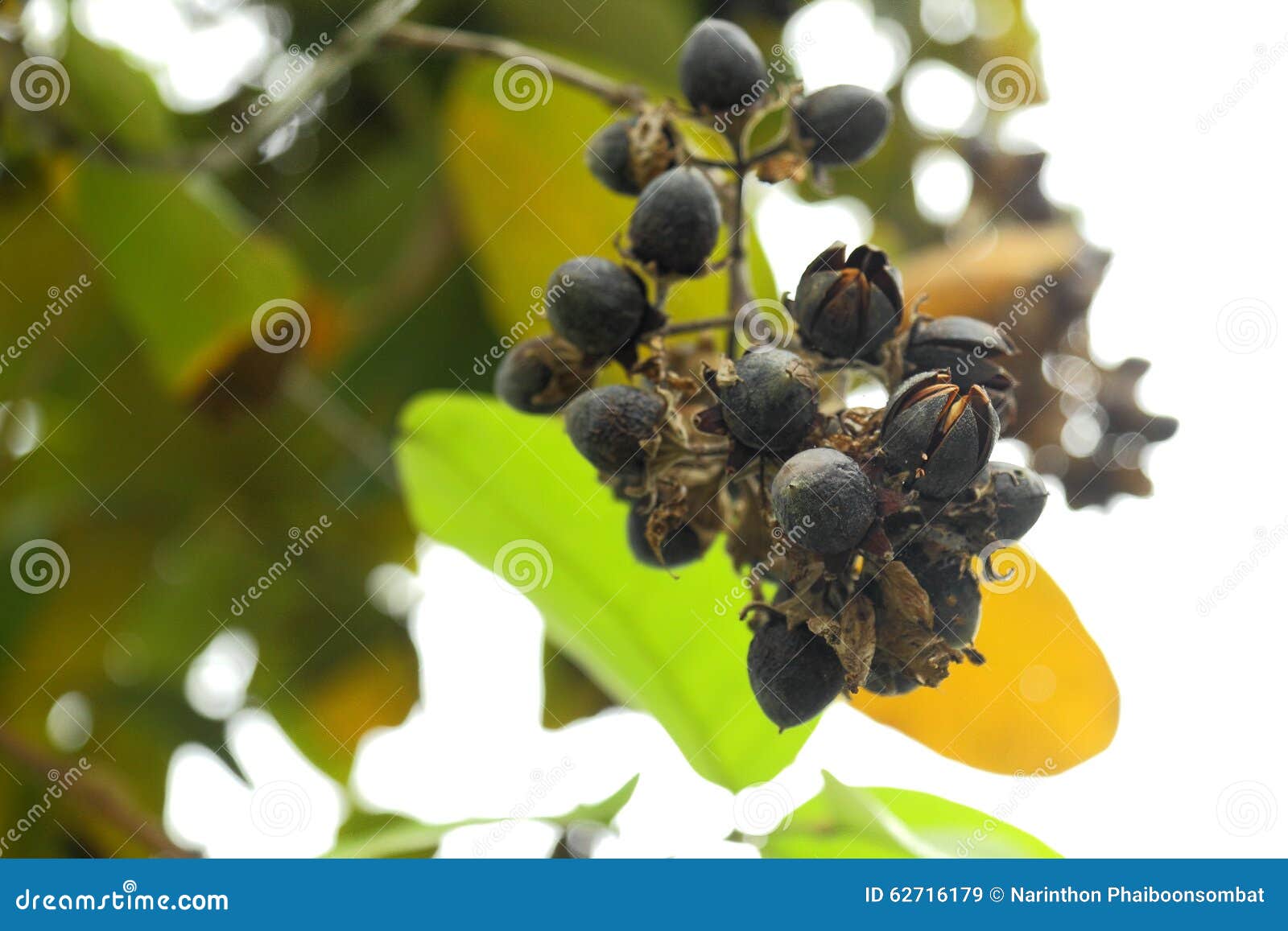 Lagerstroemia. Going To Burst and Release the Seeds Inside To Ex Stock ...