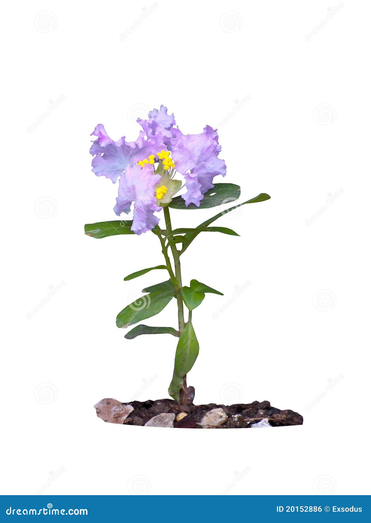 Lagerstroemia indica stock photo. Image of agriculture - 20152886