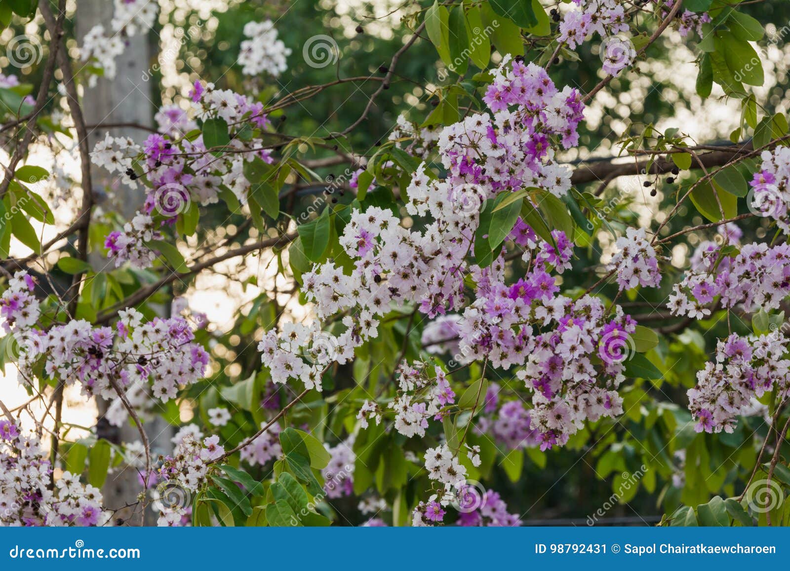 Lagerstroemia stock image. Image of lagerstroemia, botany - 98792431
