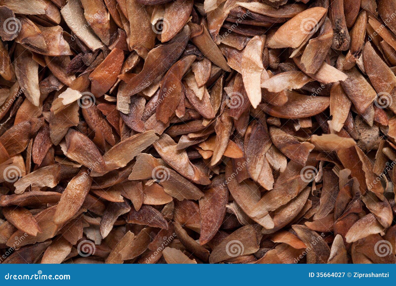 Lagerstroemia Lanceolata Seed Stock Image - Image of lagerstroemia ...