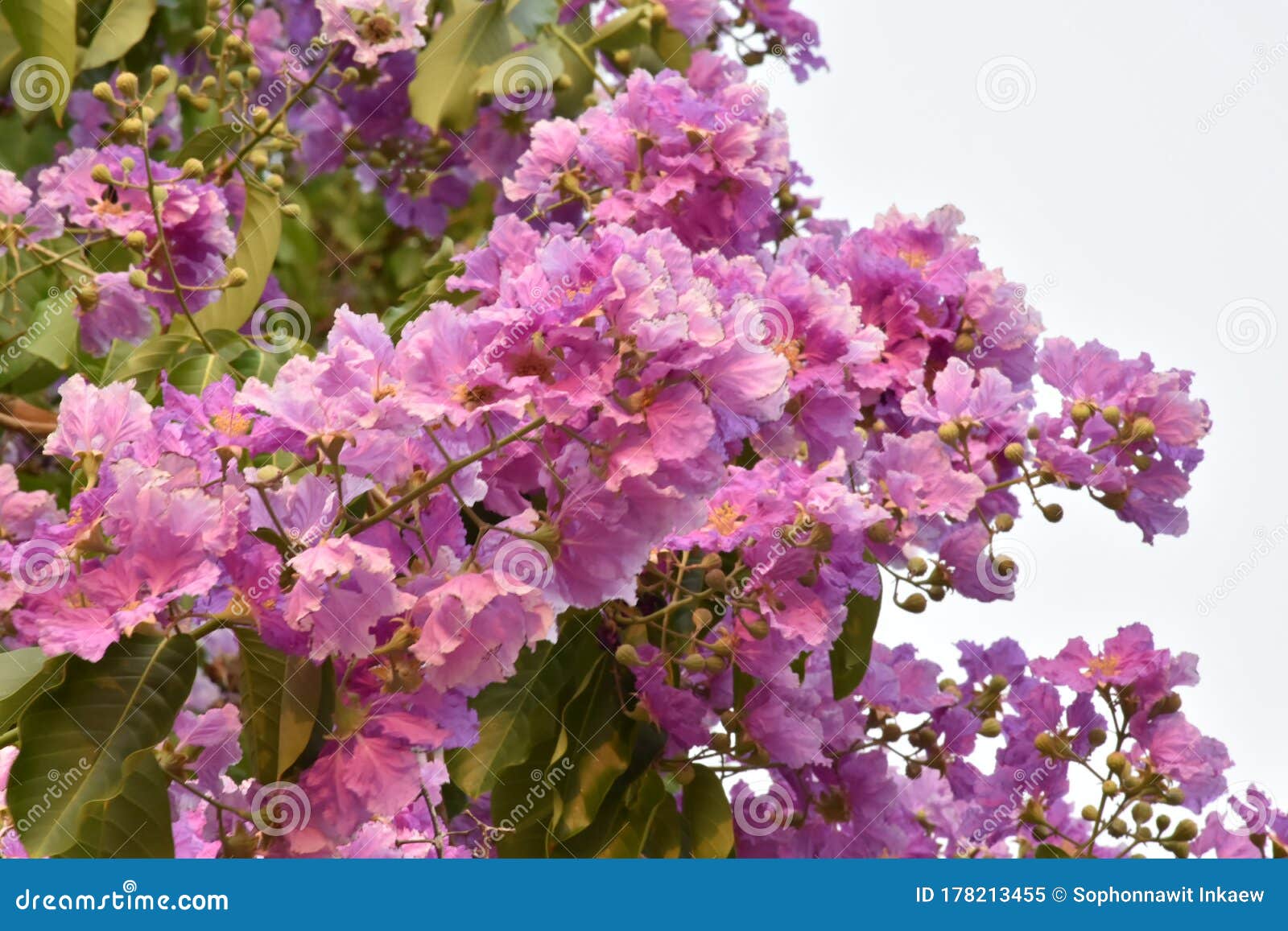 Lagerstroemia speciosa stock image. Image of decoration - 178213455