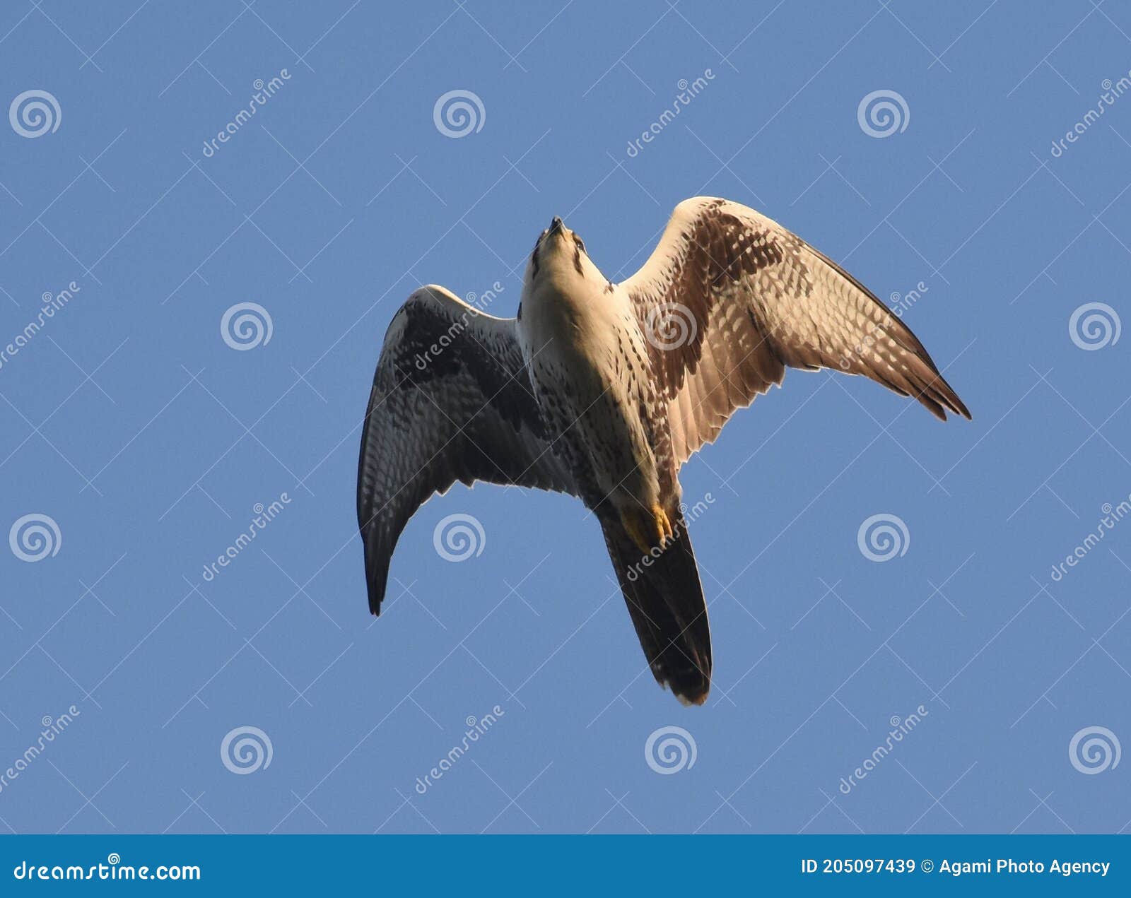 Laggar Falcon, Falco Jugger Stock Image - Image of falco, steijn: 205097439