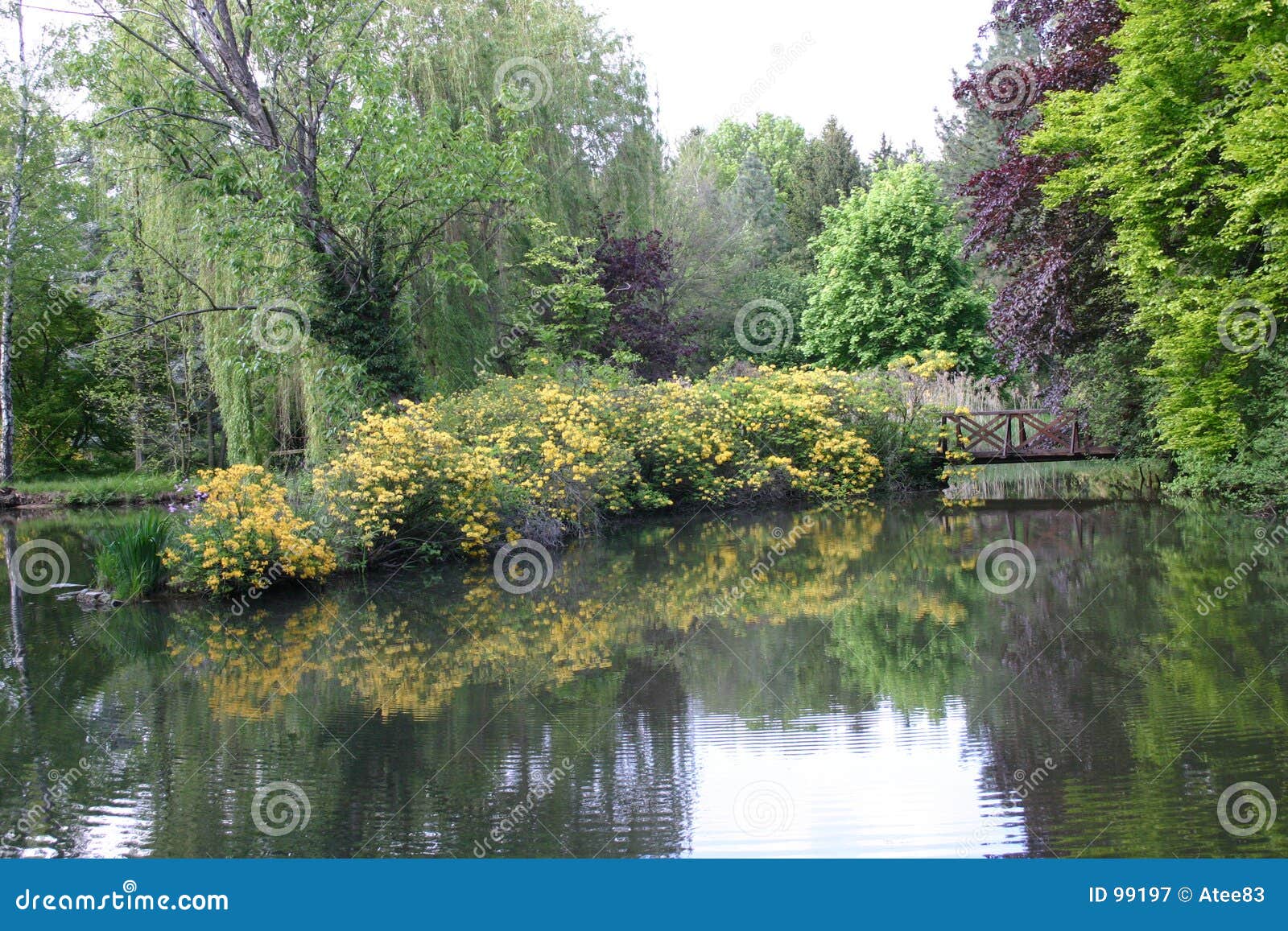Lago - bosque imagen de archivo. Imagen de hoja, miembro - 99197