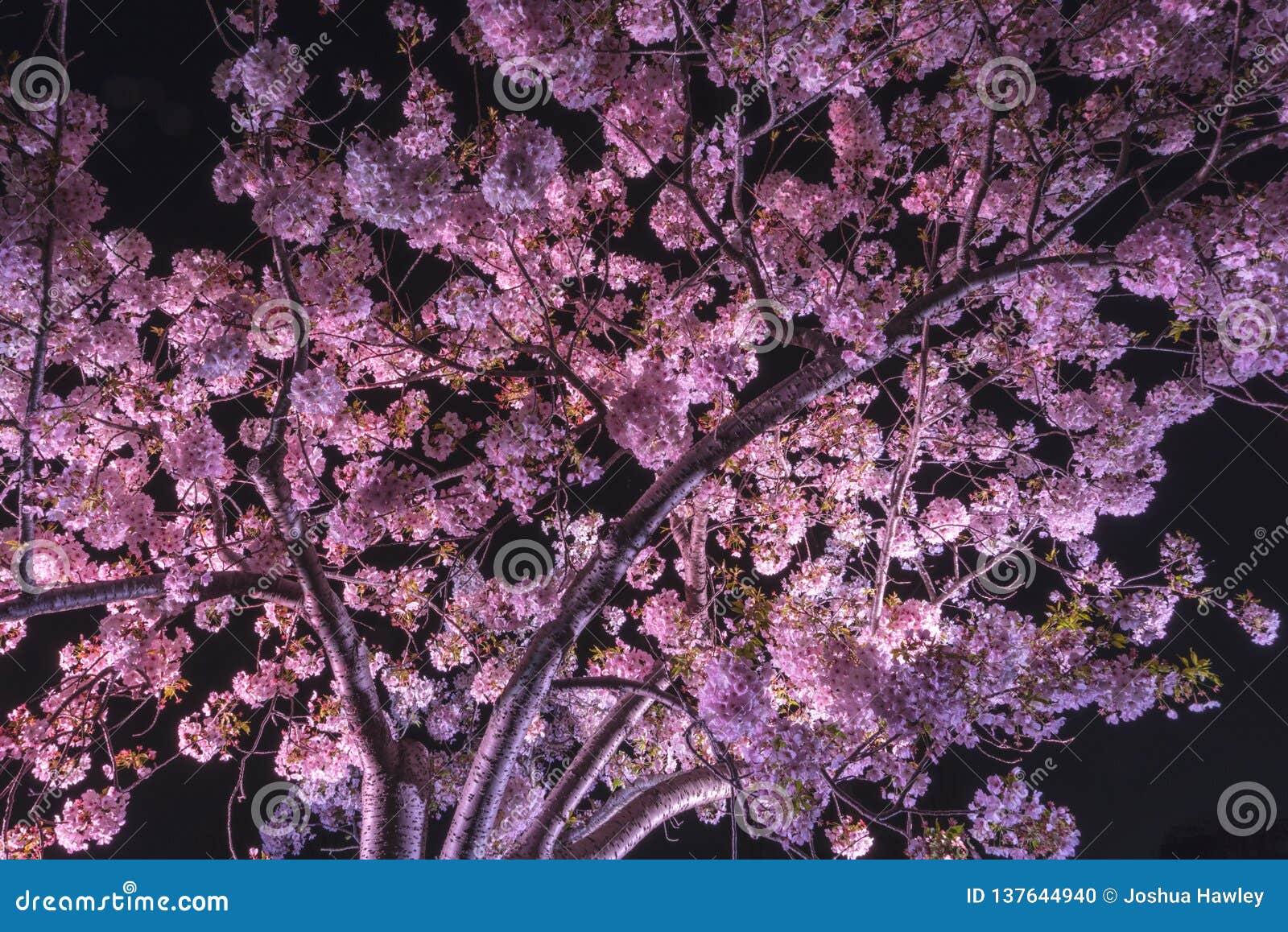 Lago Cherry Blossoms Senba foto de archivo. Imagen de paisaje - 137644940