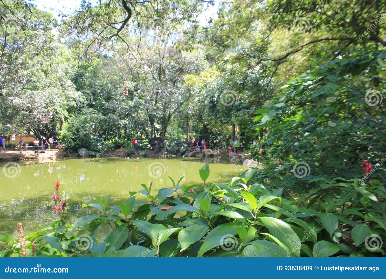 Lago Con Las Plantas De Loto Imagen de archivo - Imagen de mirando ...