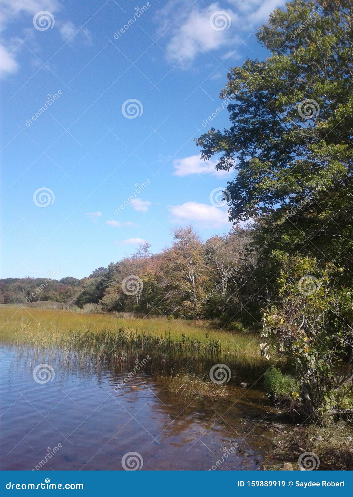 Lago con plantas imagen de archivo. Imagen de plantas - 159889919