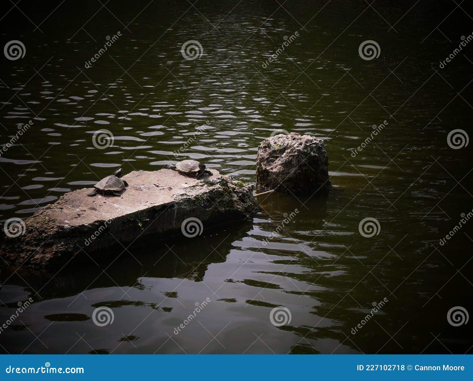 Lago Con Tortugas En Las Rocas Foto de archivo - Imagen de secuencia ...