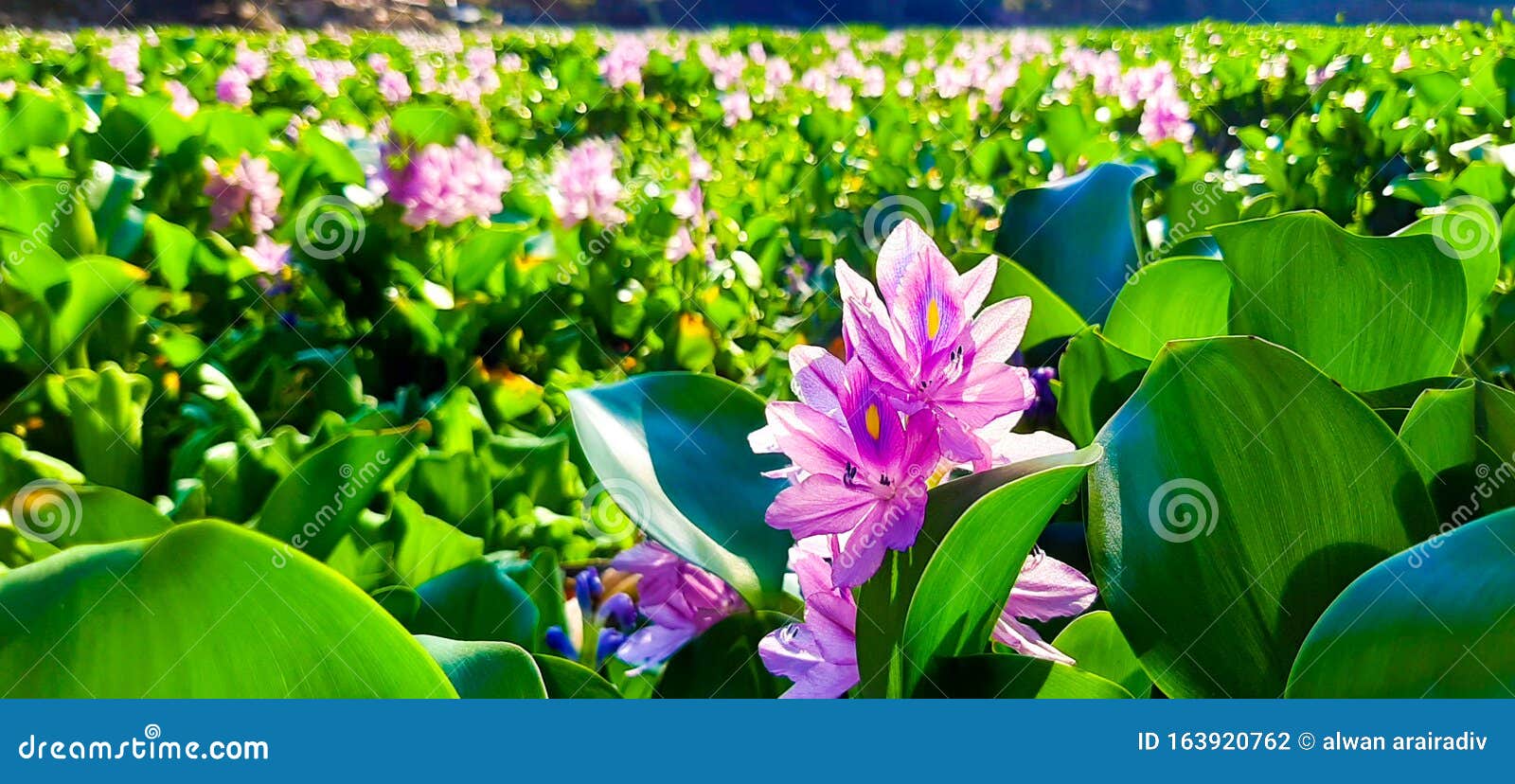 Lago de flores foto de archivo. Imagen de flores, flor - 163920762