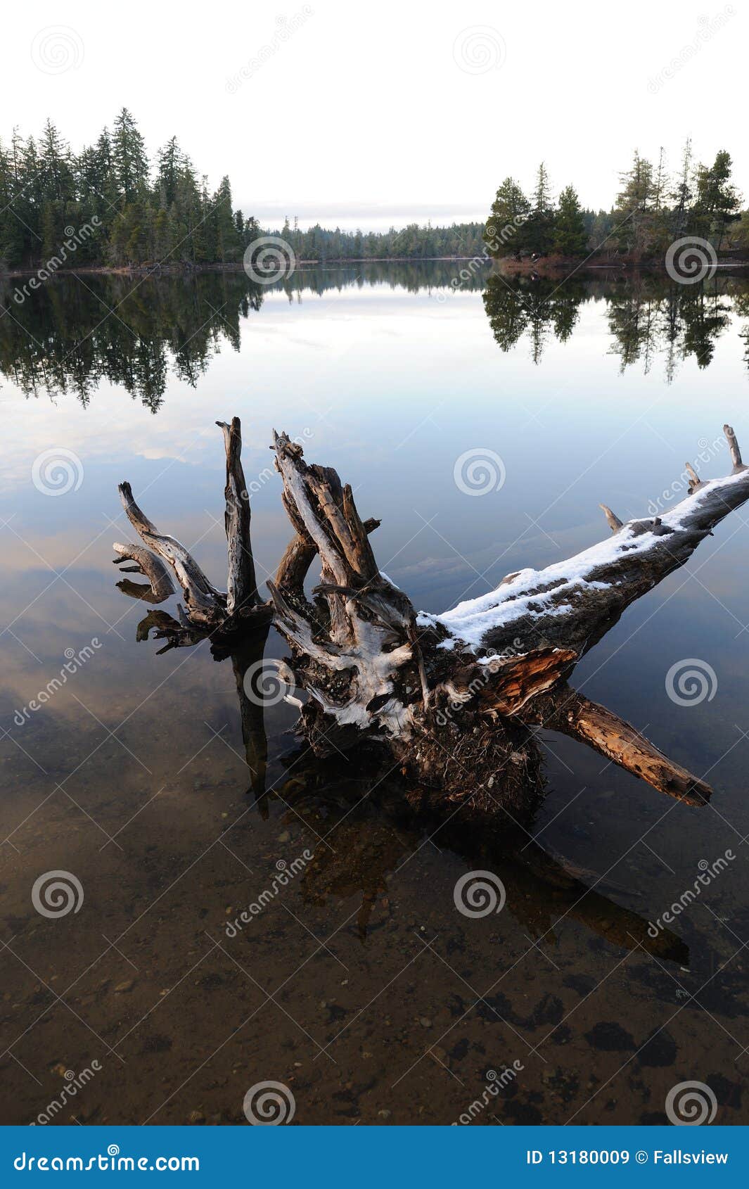 Lago e floresta spider imagem de stock. Imagem de lakeside - 13180009