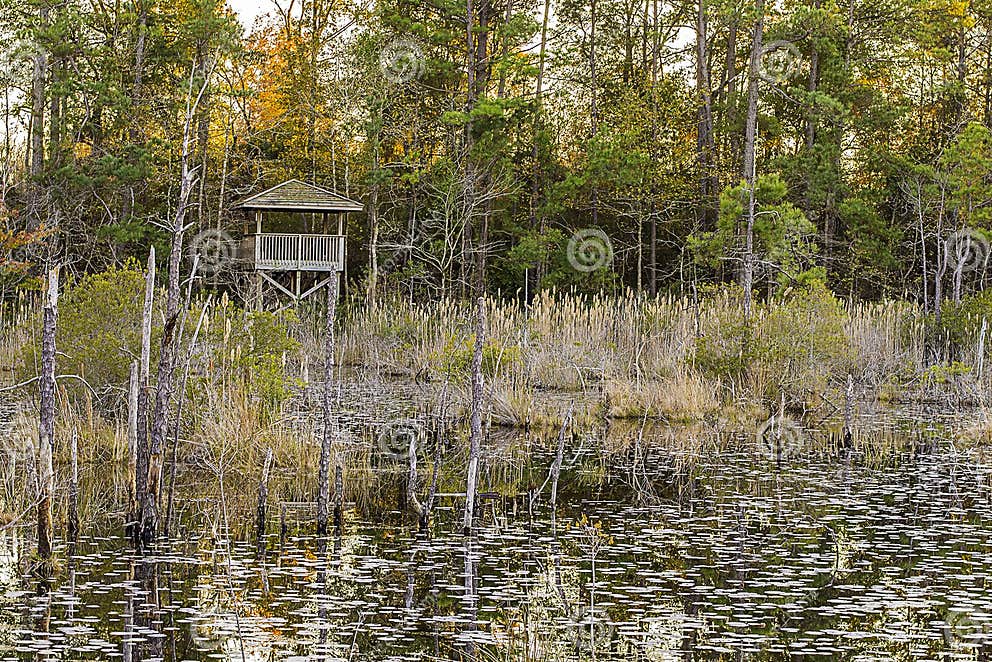 Lago E Forest Hunting Blind. Imagem de Stock - Imagem de reserva ...