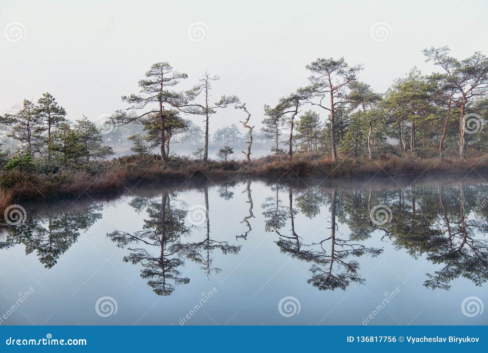 Lago en pantano foto de archivo. Imagen de lago, exterior - 136817756