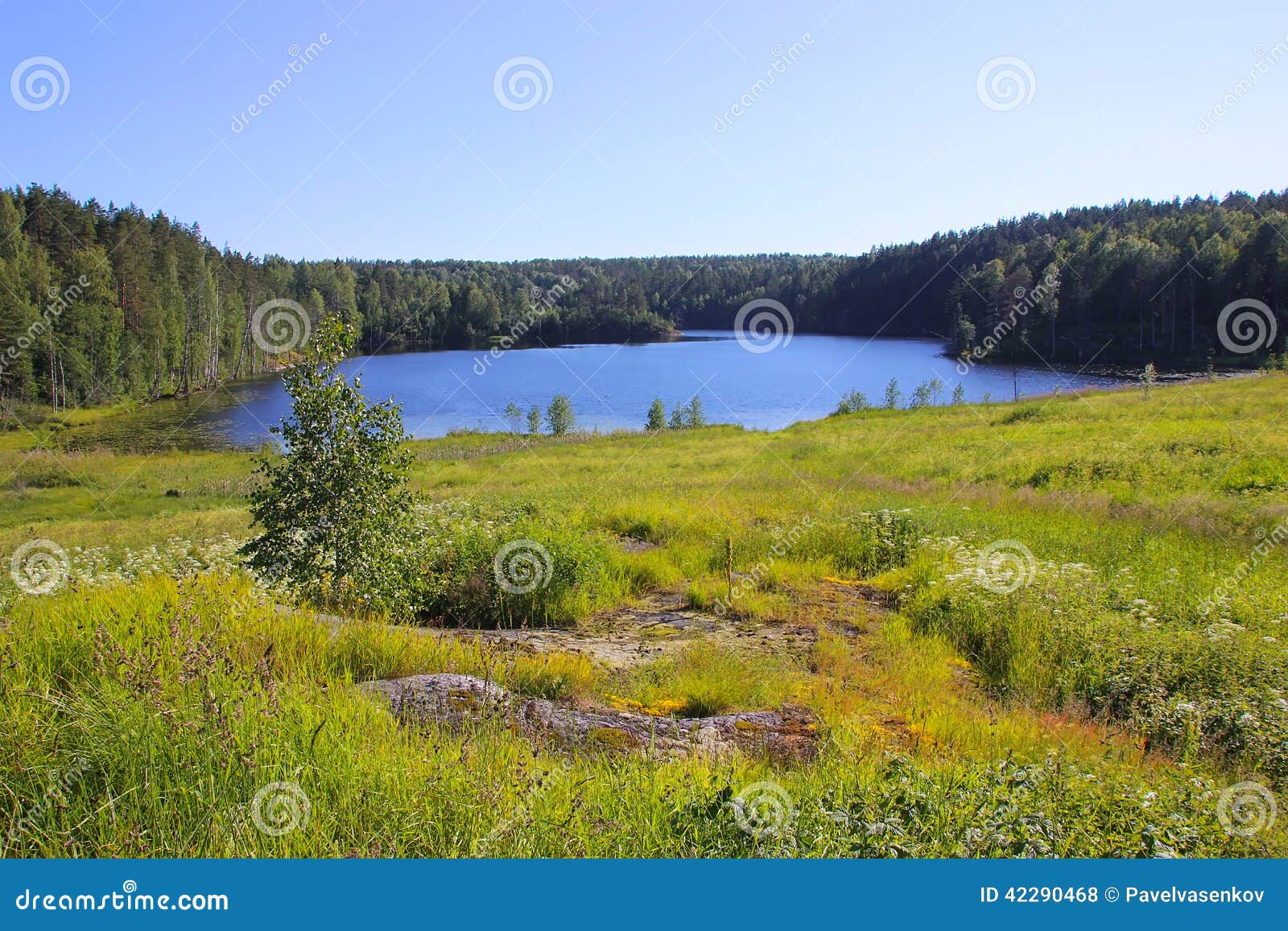 Lago Forest, Carelia, Russia Fotografia Stock - Immagine di erba ...