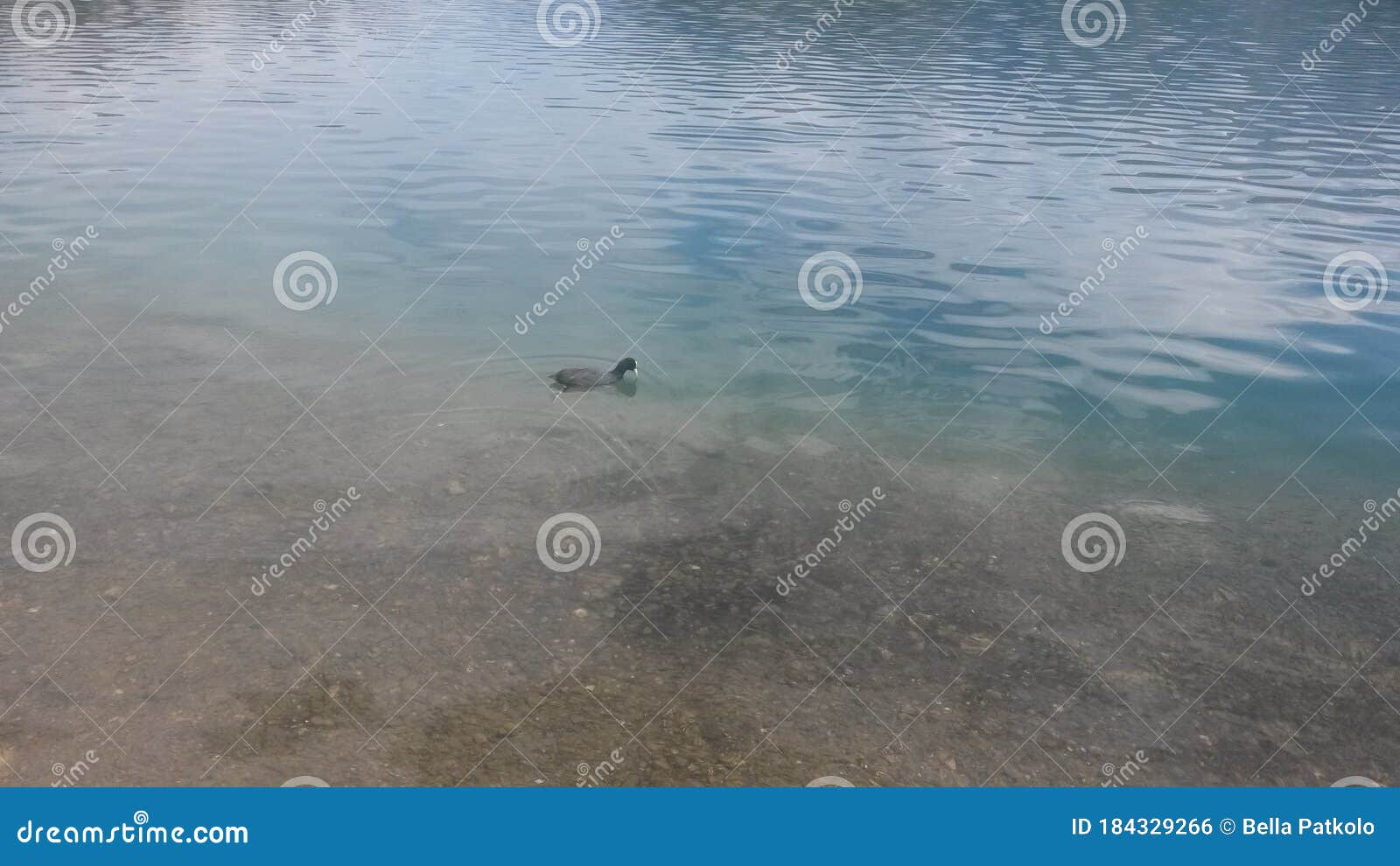 Lago limpio y pato foto de archivo. Imagen de charca - 184329266