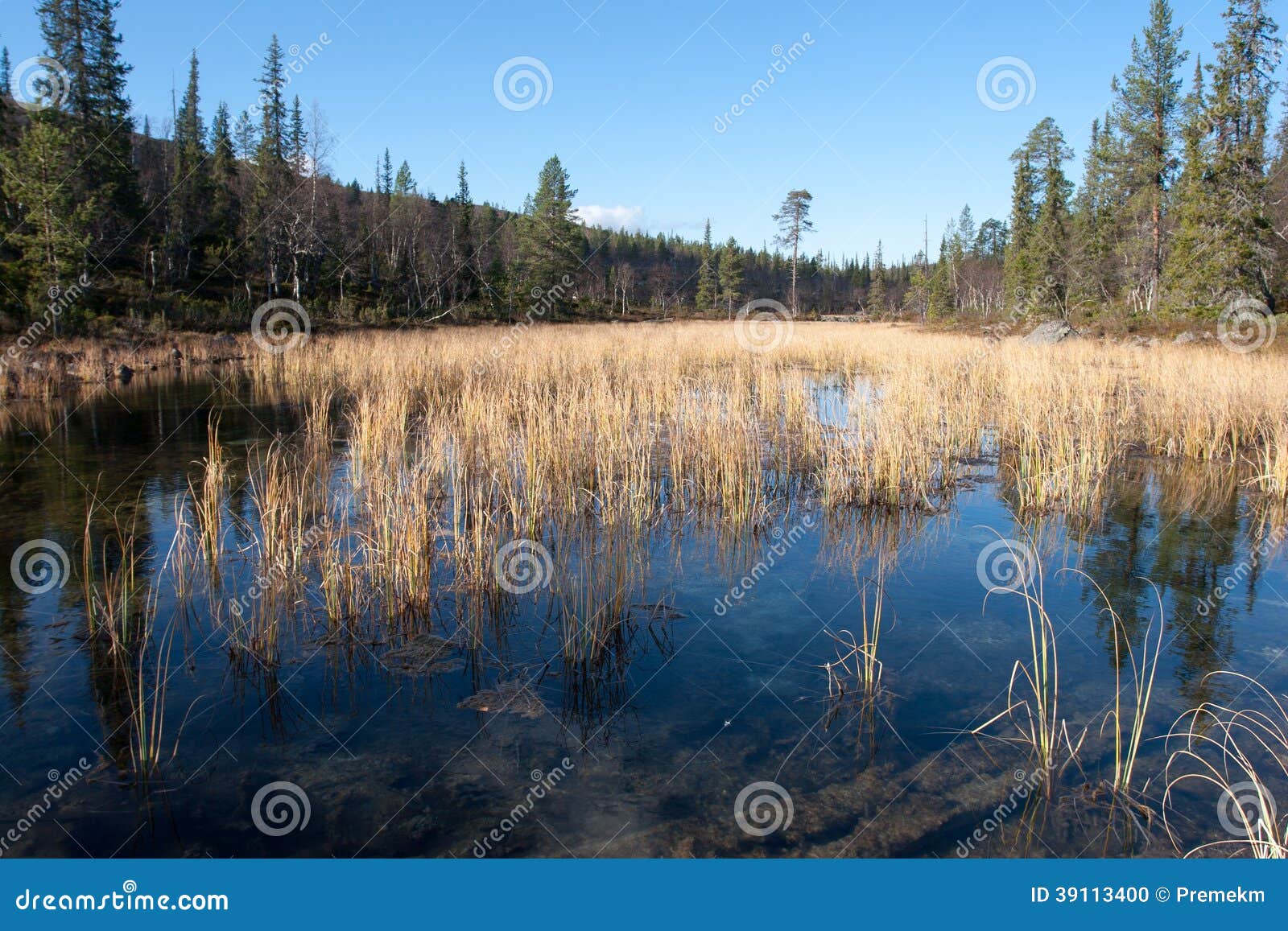 Lago Nella Foresta Di Taiga Fotografia Stock - Immagine di ambiente ...