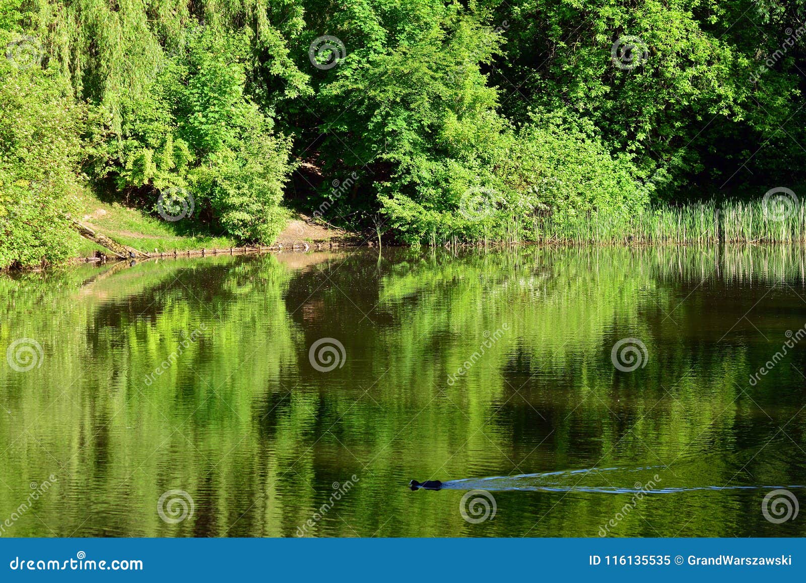 Lago no parque imagem de stock. Imagem de central, azul - 116135535