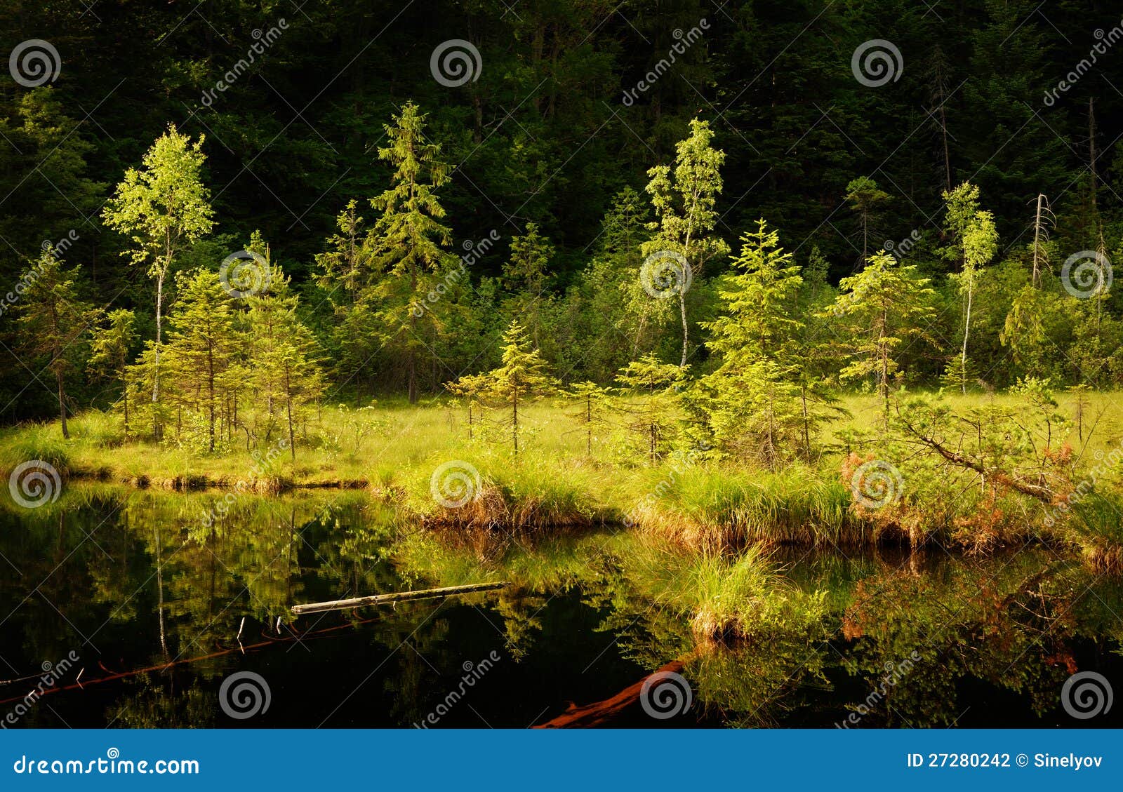 Lago sereno en bosque foto de archivo. Imagen de orilla - 27280242