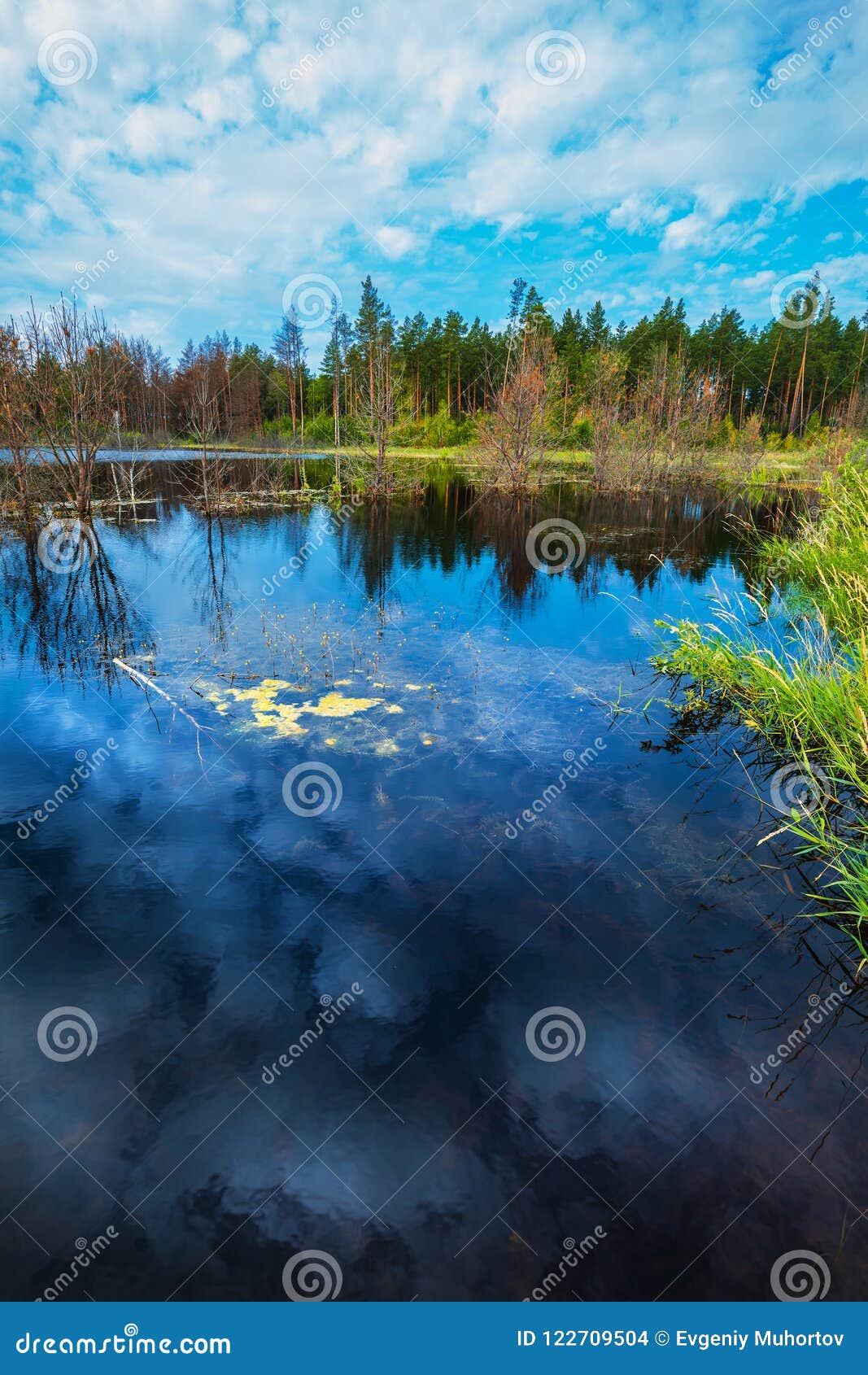 Lago Taiga Siberia, Rusia foto de archivo. Imagen de verano - 122709504