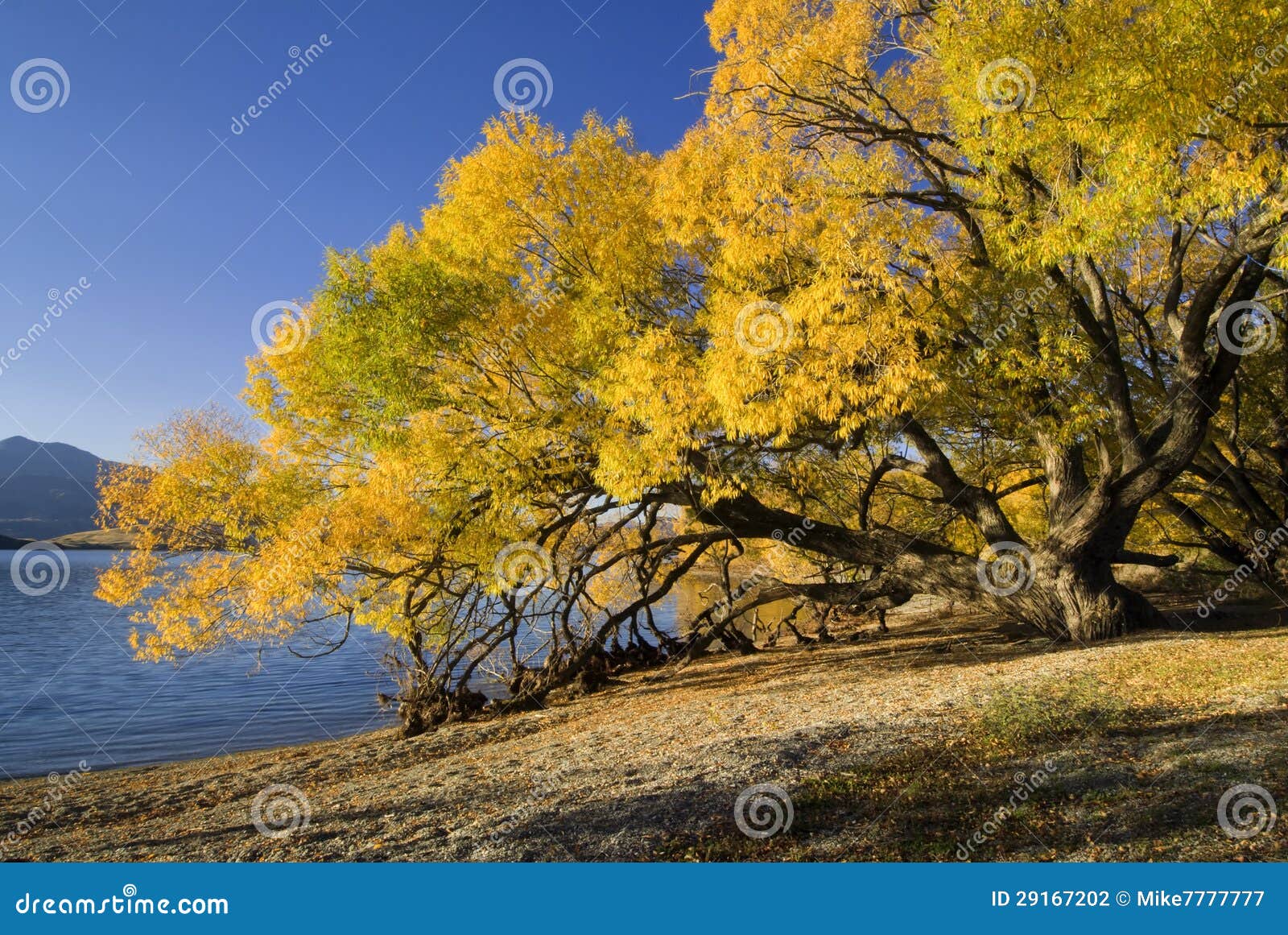 Lago Wanaka, Nuova Zelanda fotografia stock. Immagine di salice - 29167202