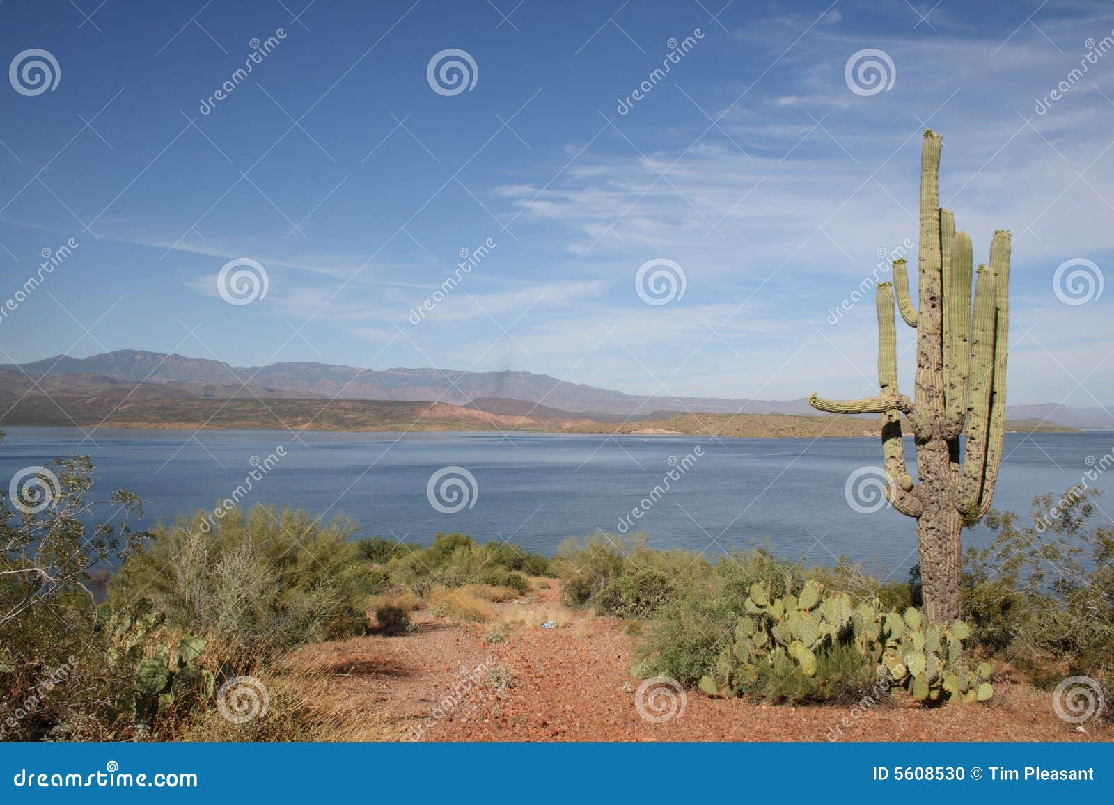Lago Y Saguaro Theodore Roosevelt Foto de archivo - Imagen de cubo ...