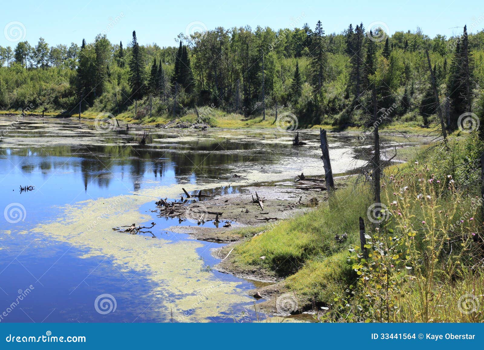 Lagoas do castor formadas foto de stock. Imagem de lagos - 33441564