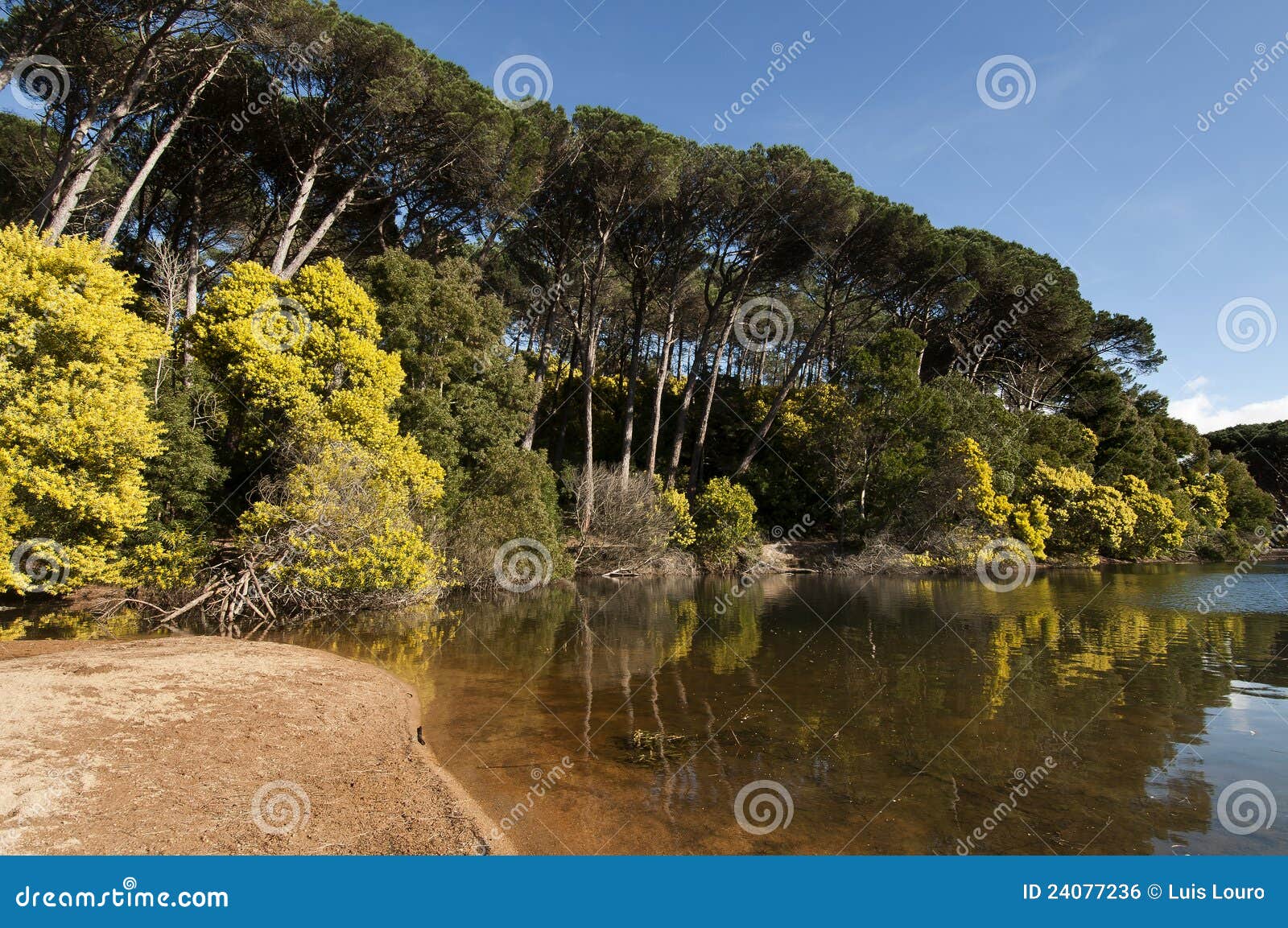 Lagoon stock photo. Image of clean, reflection, environment - 24077236