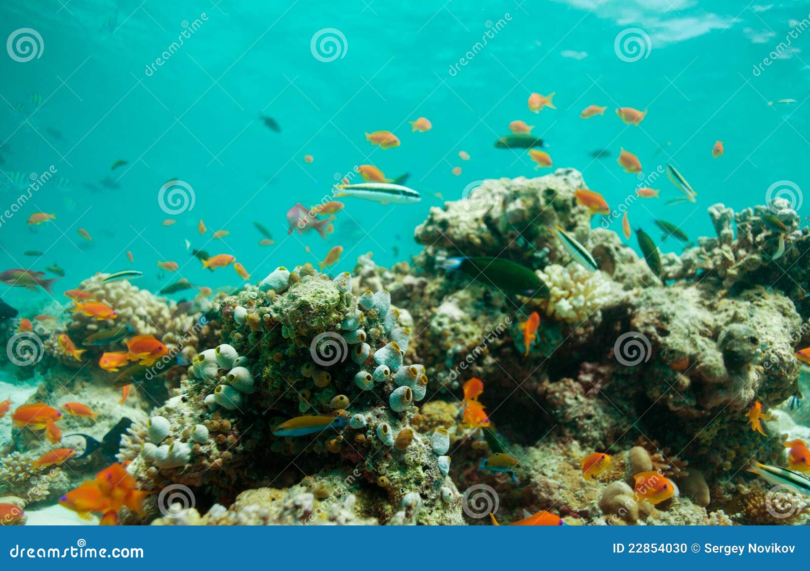 Lagoon with Fishes and Corals Stock Photo - Image of color, maldives ...