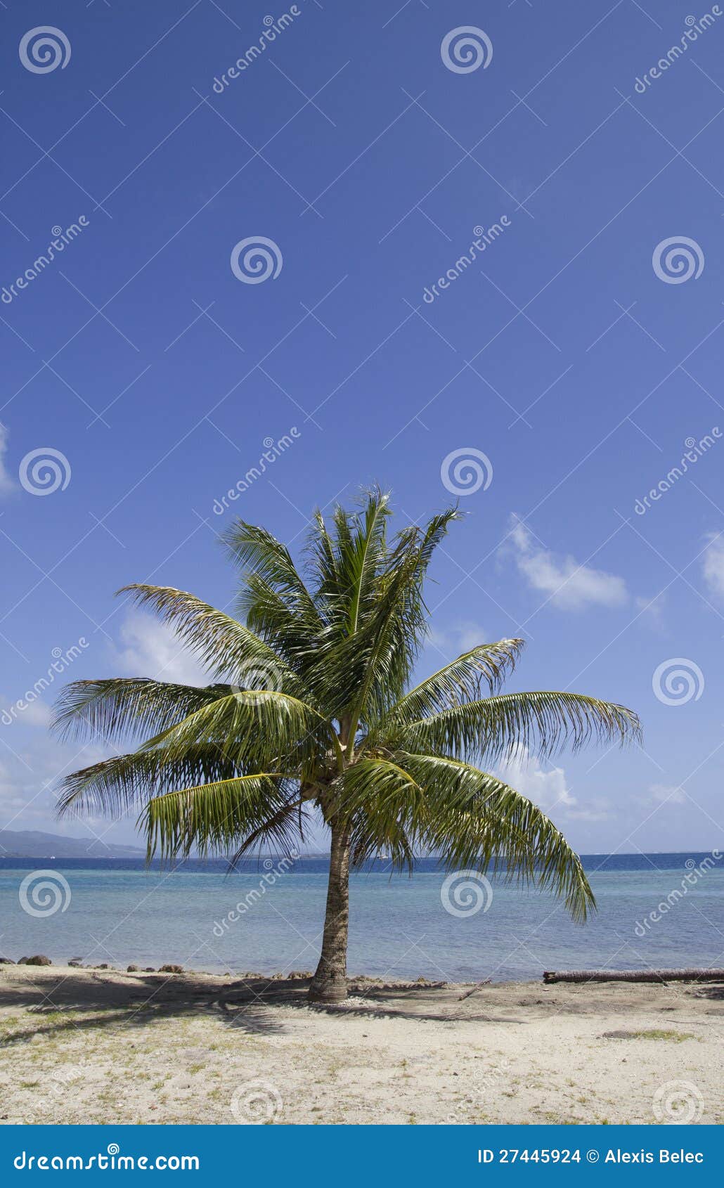 Lagoon palm tree stock photo. Image of landscape, palm - 27445924
