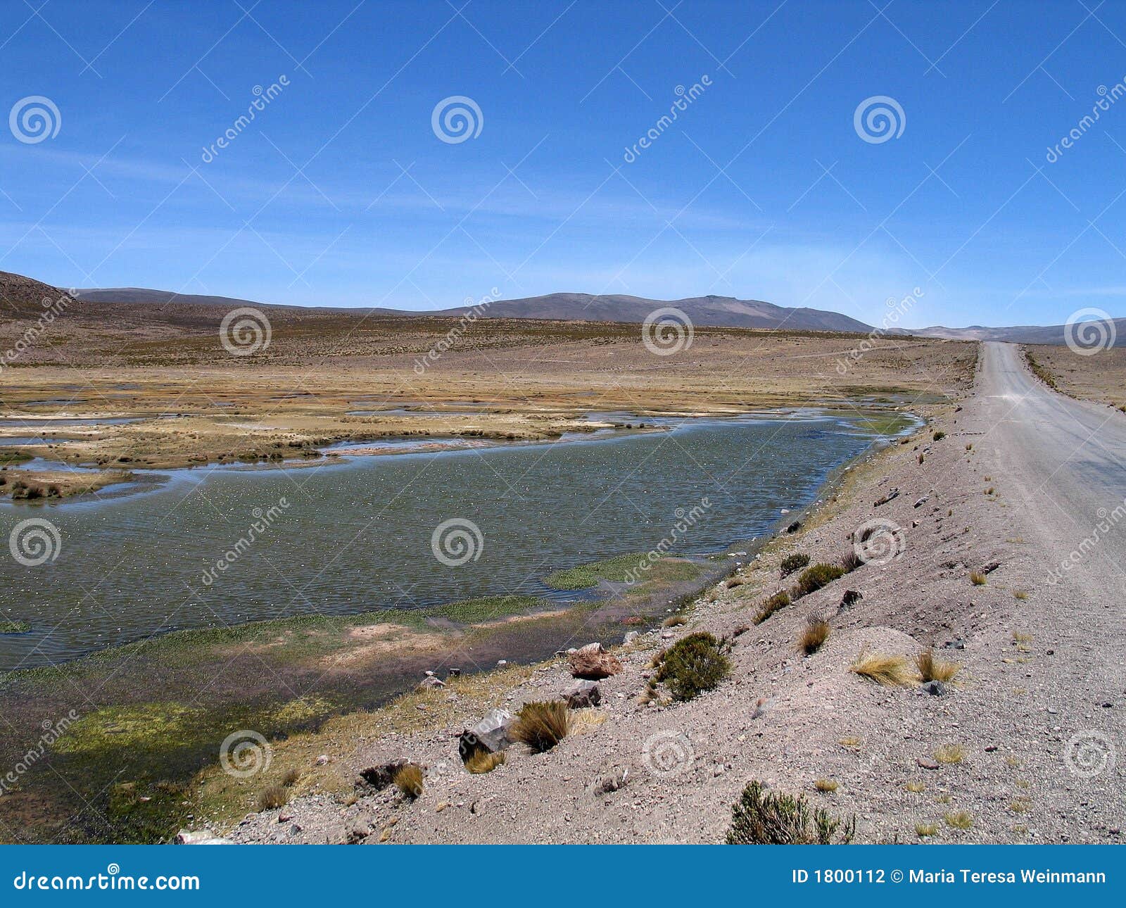 Lagoon in Peru stock photo. Image of plants, isolation - 1800112