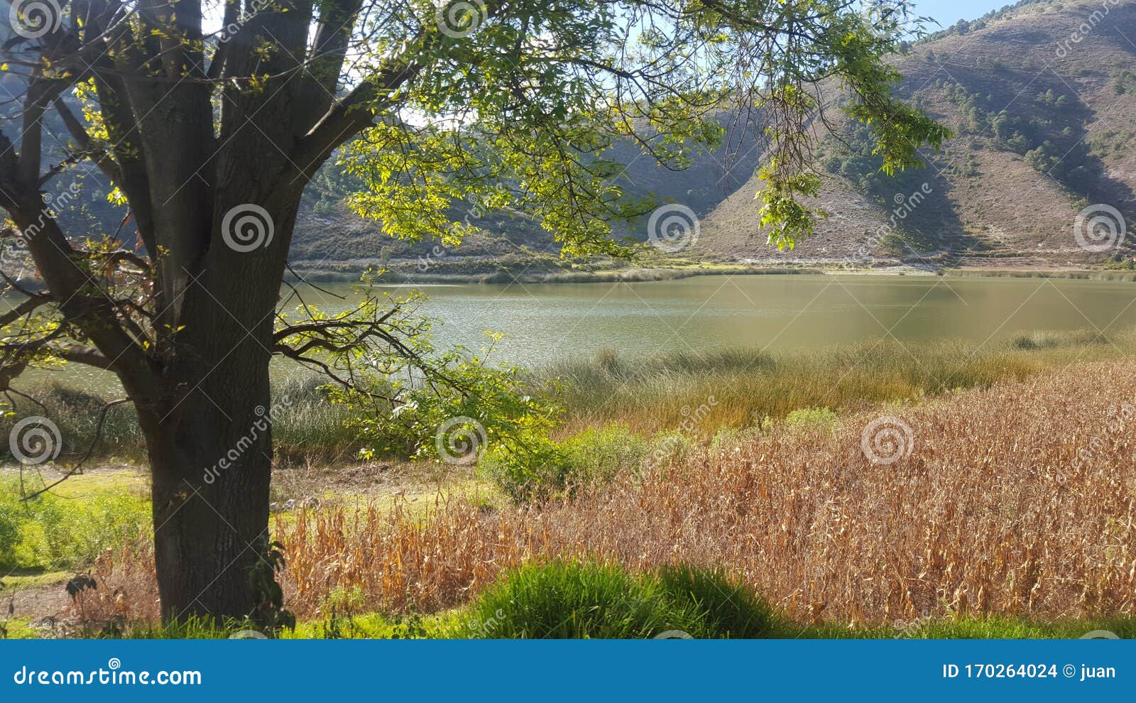 Lagoon stock photo. Image of nature, lagoon, tree, green - 170264024
