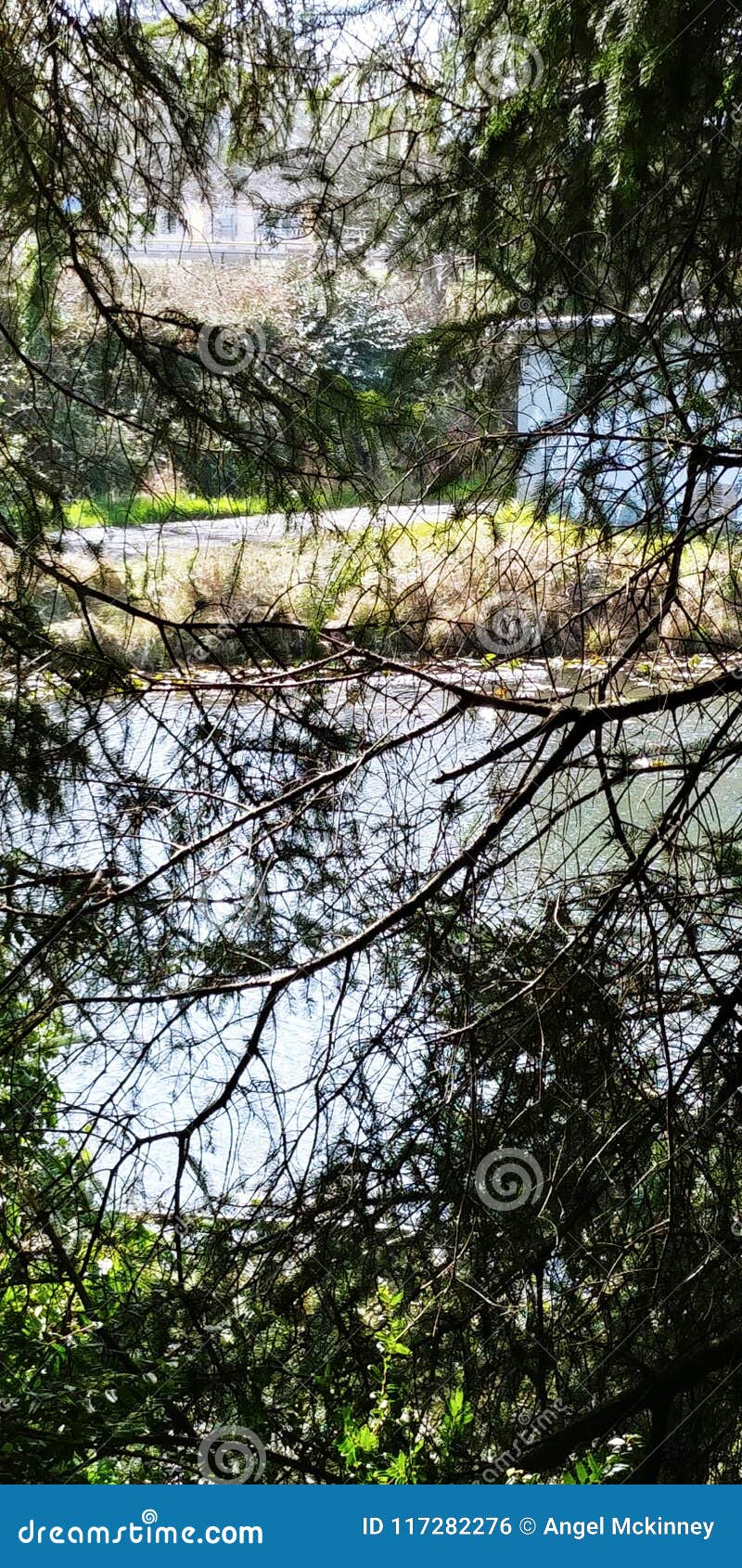 Lagoon and Trees stock photo. Image of tree, trees, lagoon - 117282276