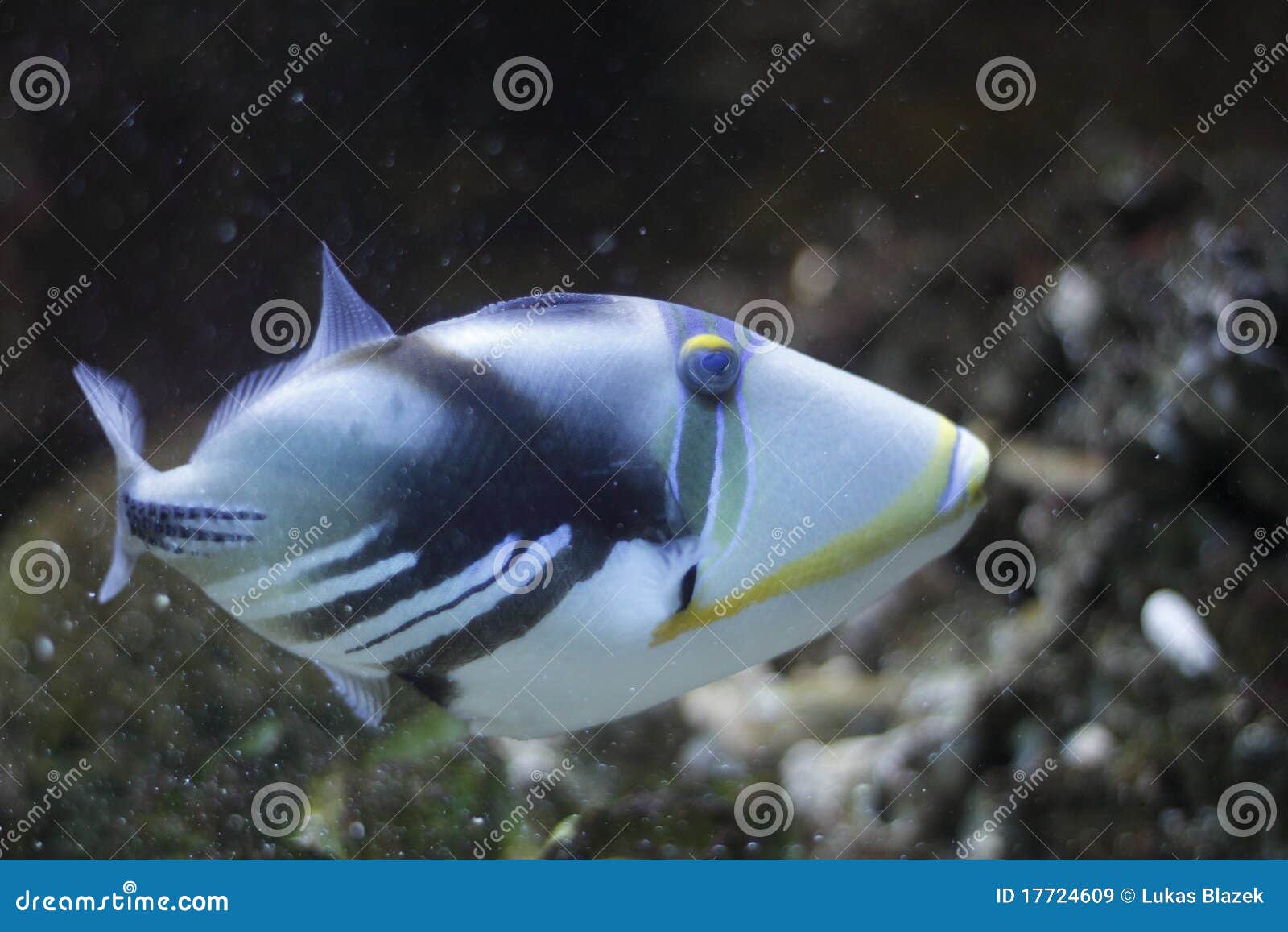 Lagoon triggerfish stock image. Image of ocean, lagoon - 17724609
