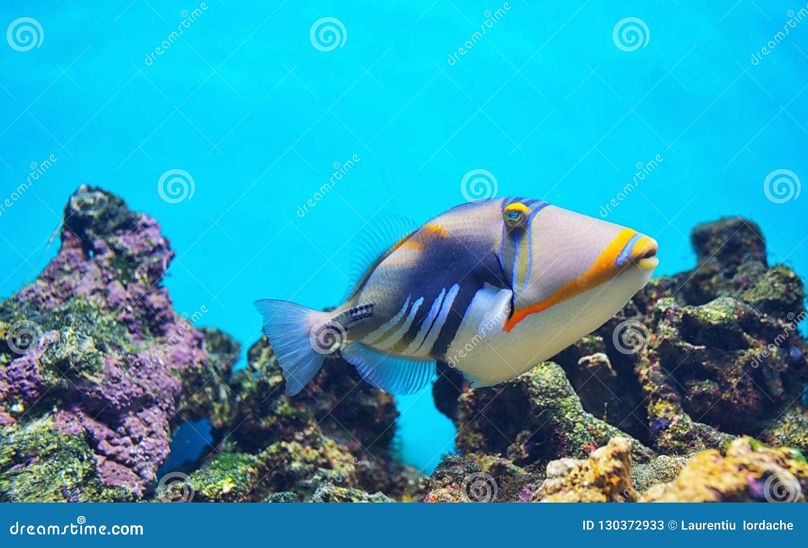 Lagoon Triggerfish Clown Triggerfish Stock Image - Image of aqua ...