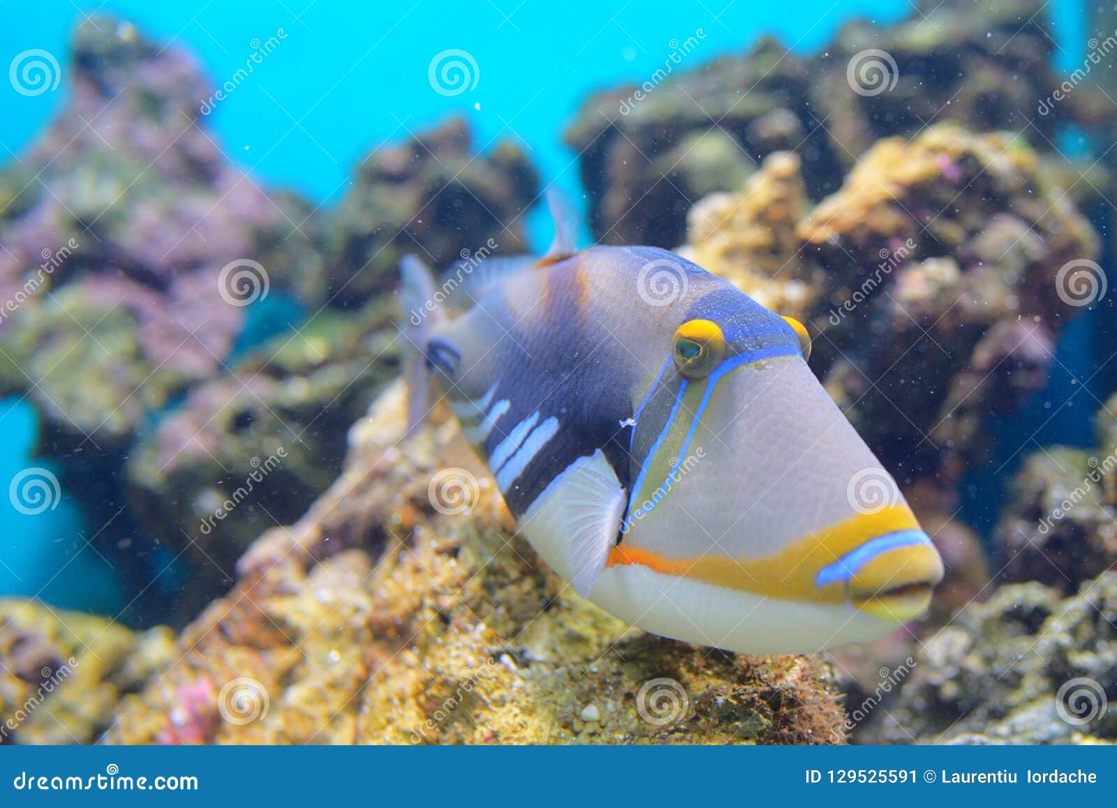 Lagoon triggerfish Coral stock image. Image of pomacanthus - 129525591