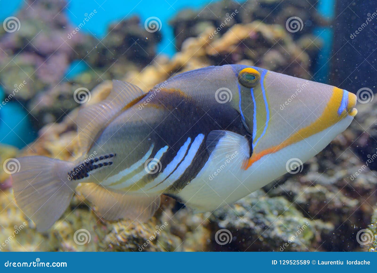 Lagoon Triggerfish Coral Reef Stock Image - Image of tropical ...
