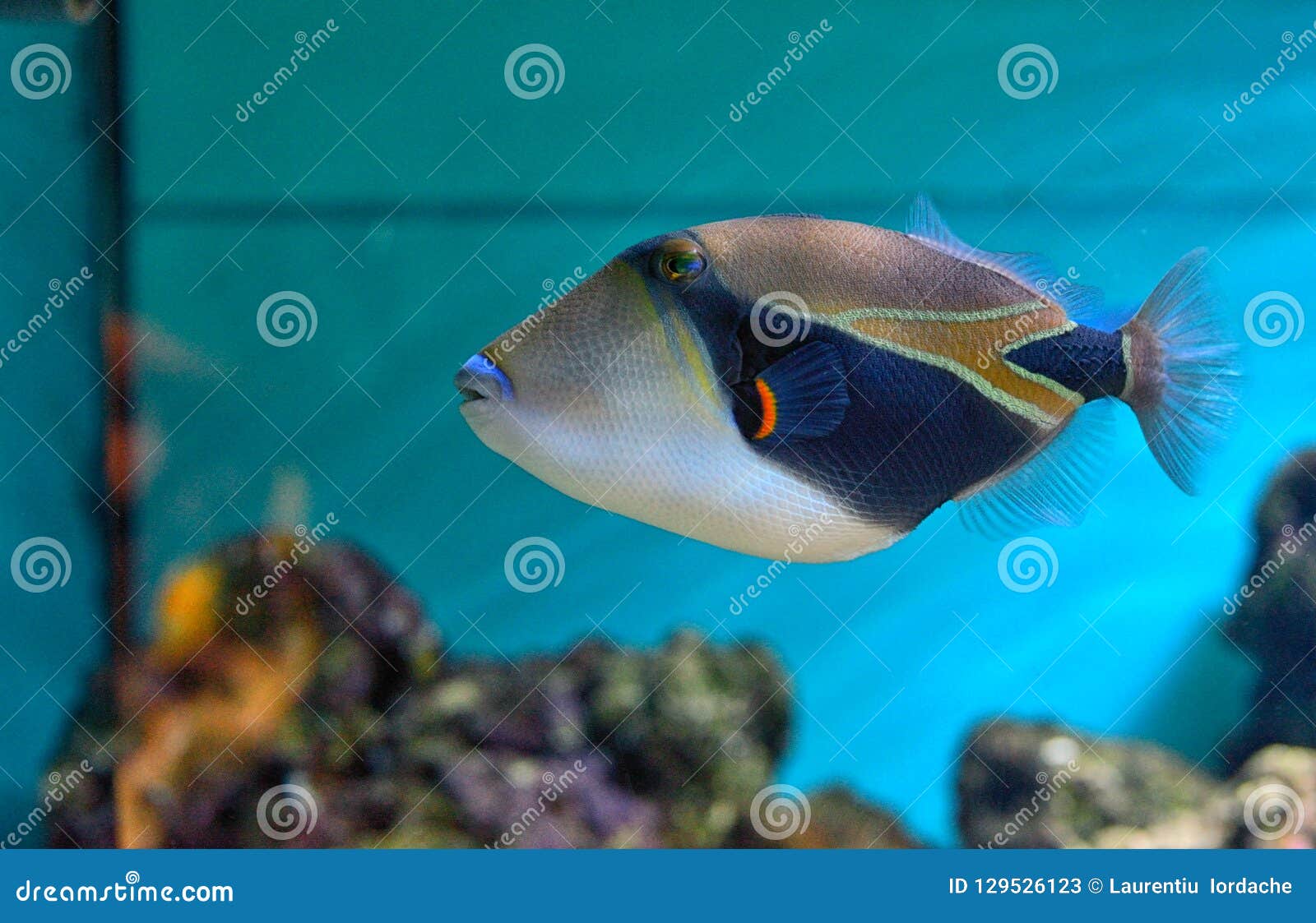 Lagoon Triggerfish Coral Reef Stock Image - Image of greater, saltwater ...