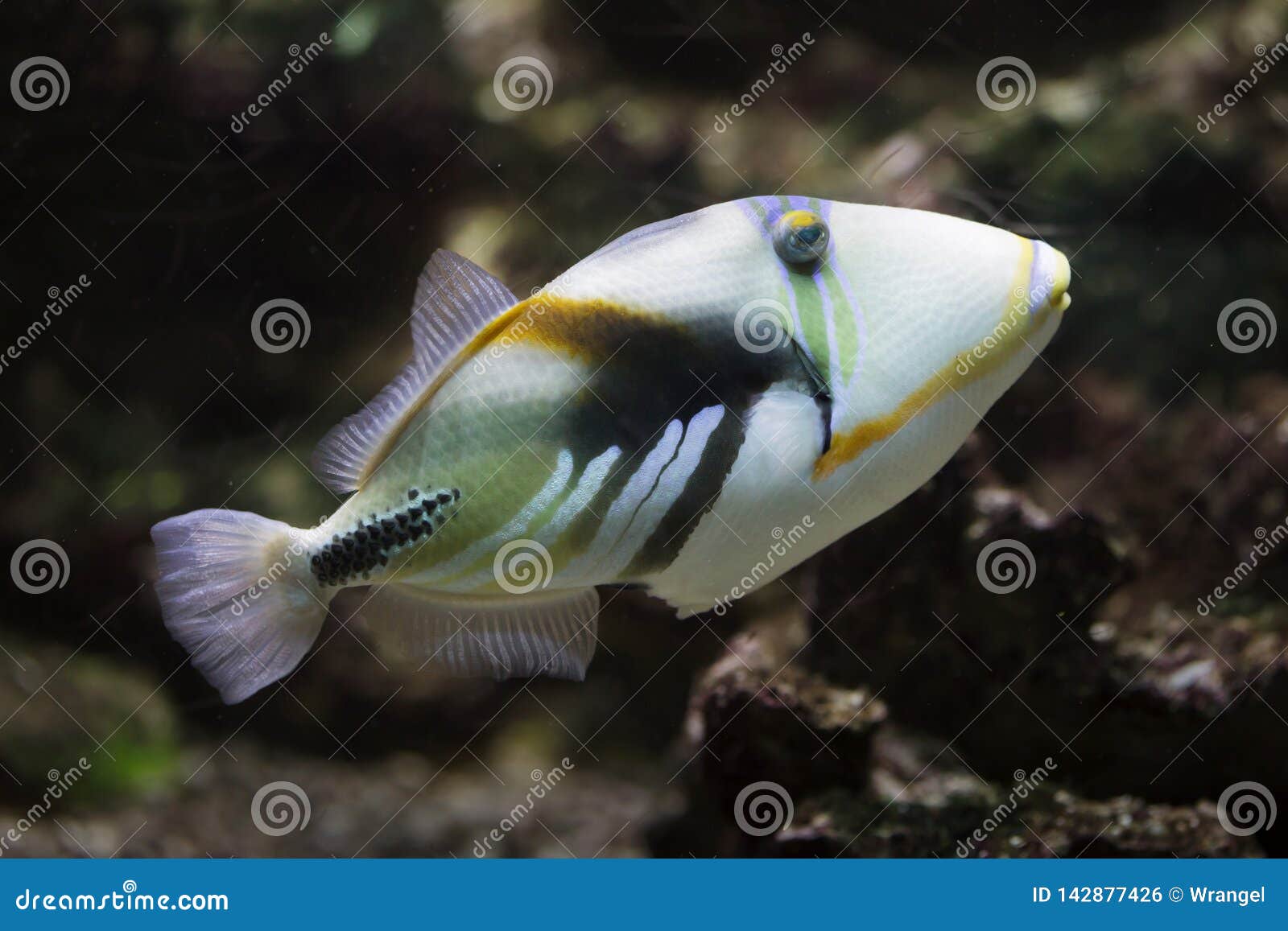 Lagoon Triggerfish Also Known As The Blackbar Triggerfish, Picasso ...