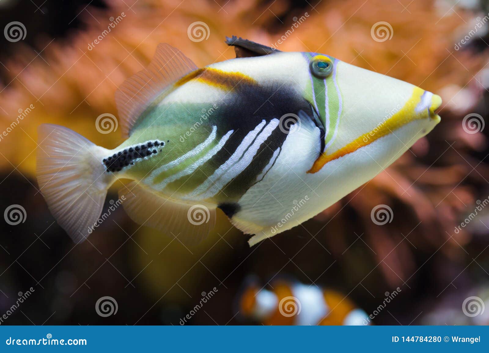 Lagoon Triggerfish Rhinecanthus Aculeatus Stock Photo - Image of ...