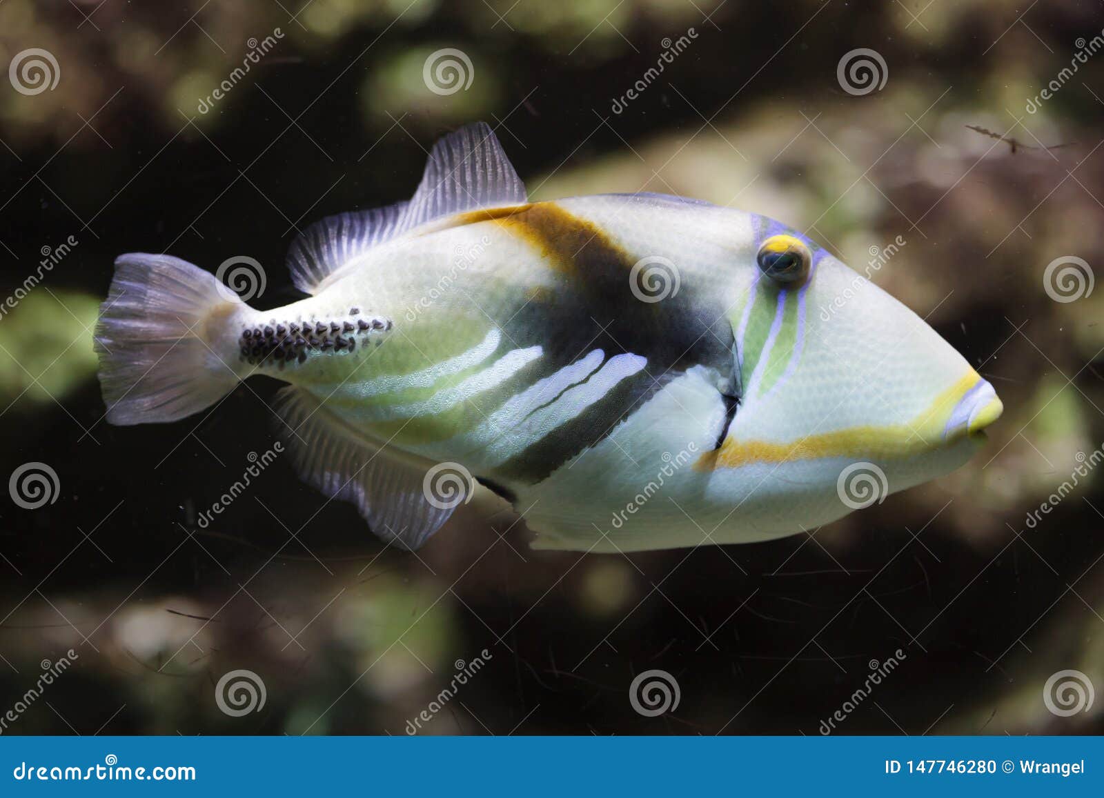 Lagoon Triggerfish Also Known As The Blackbar Triggerfish, Picasso ...