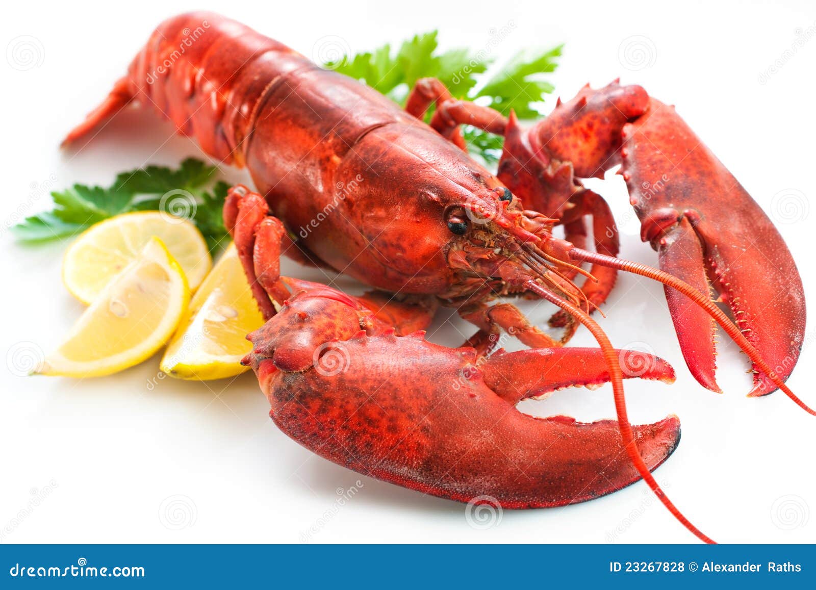 Lagosta foto de stock. Imagem de marisco, mercado, jantar - 23267828