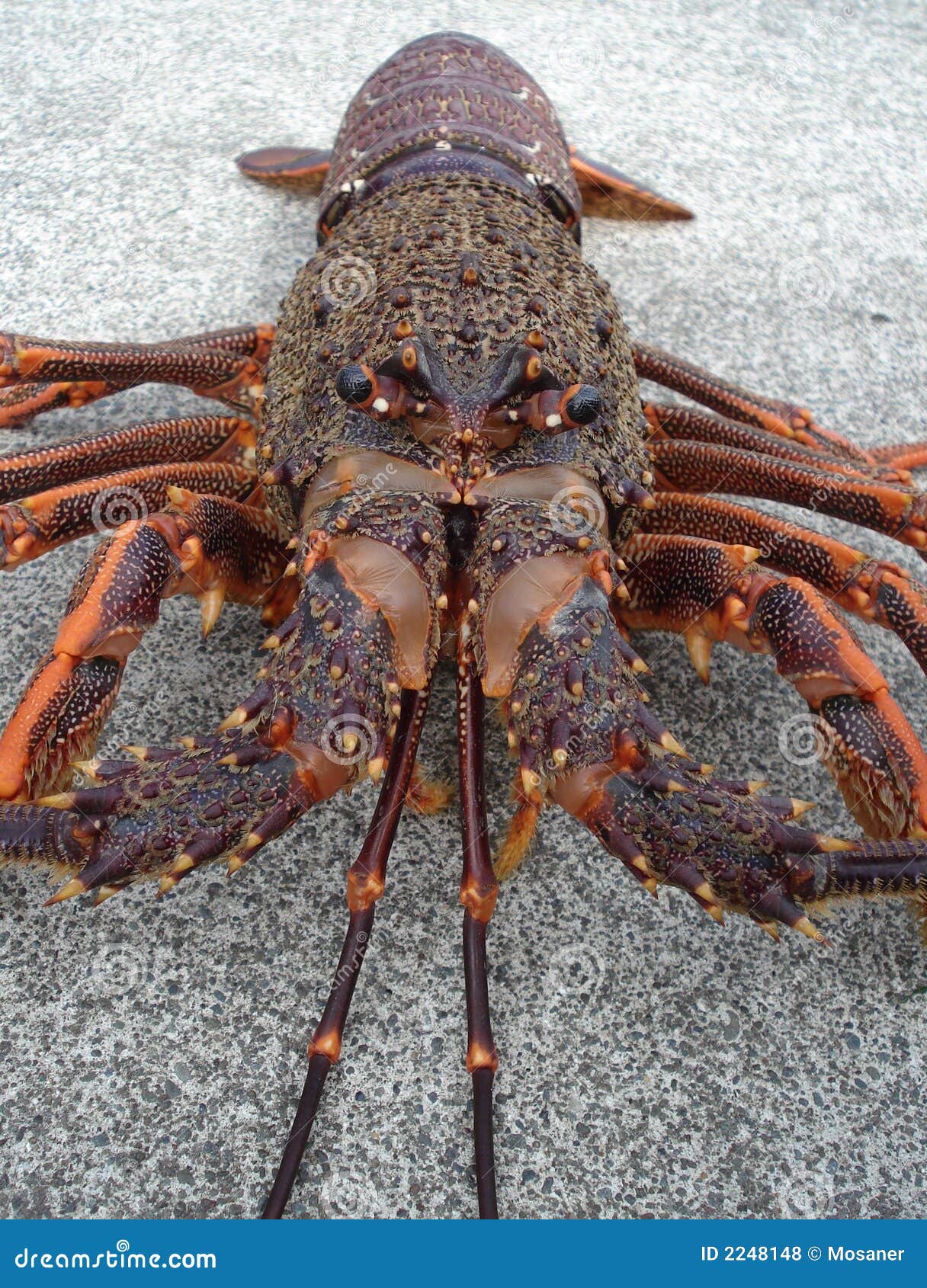 Lagosta De Rocha Spiny Das Lagostas Fotos de Stock Royalty Free ...