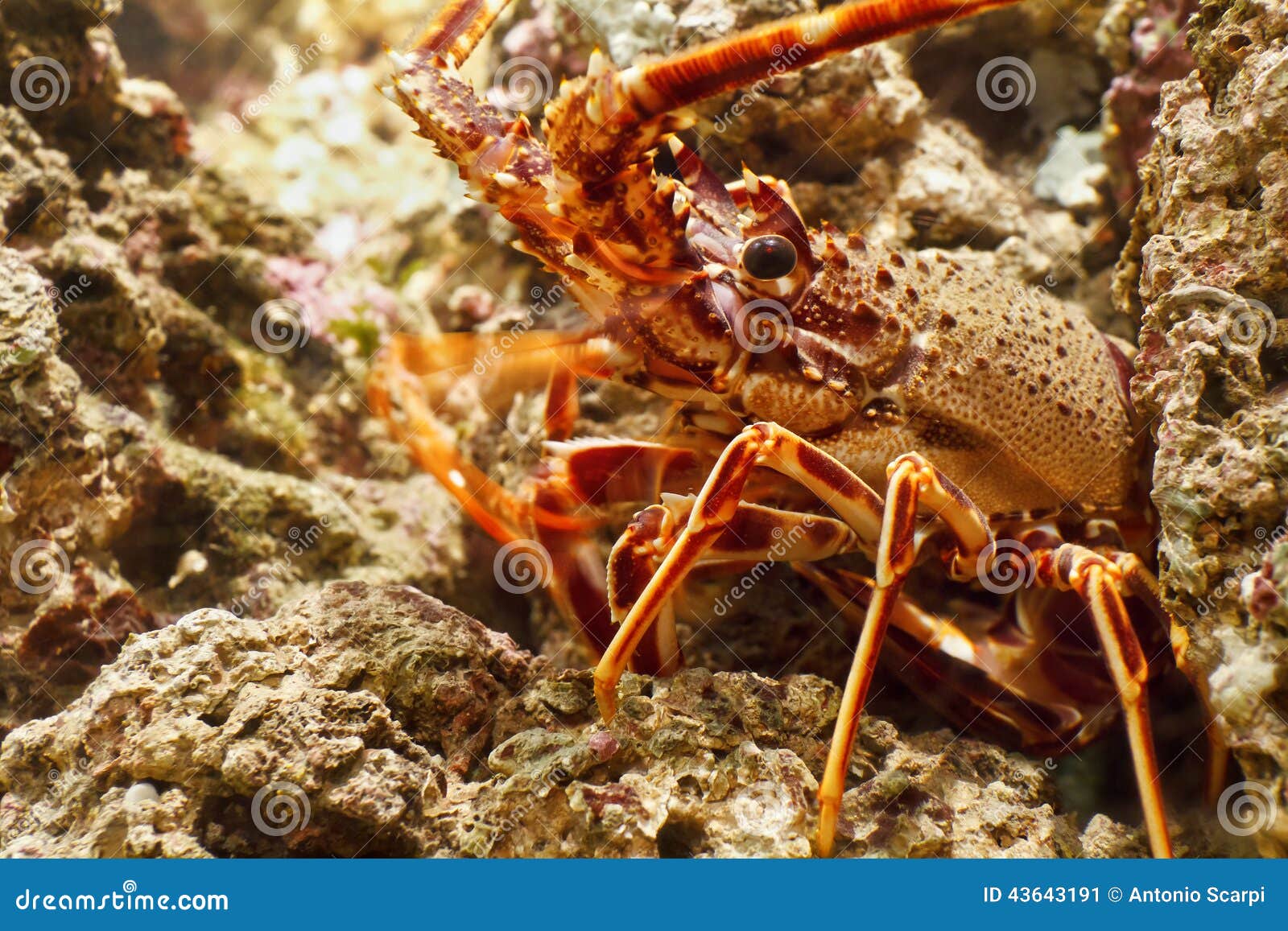 Lagosta no aquário imagem de stock. Imagem de fundo, oceano - 43643191