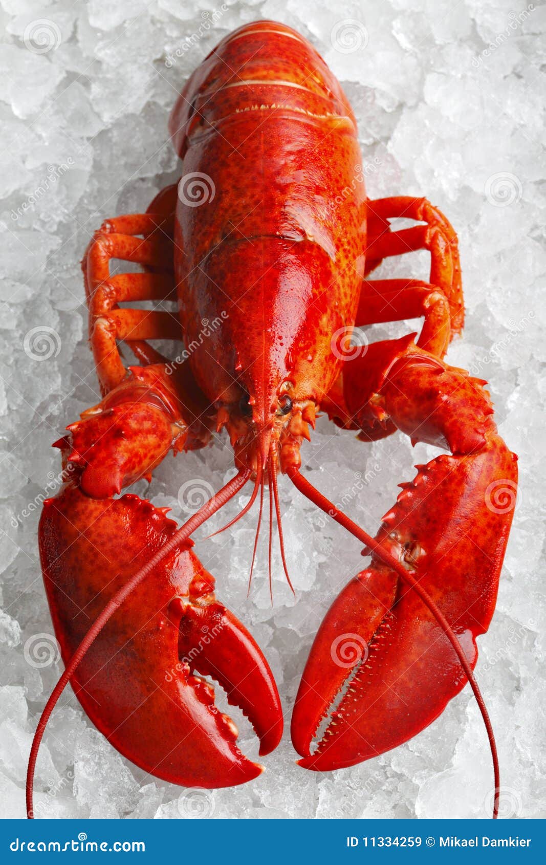 Lagosta vermelha inteira imagem de stock. Imagem de vibrante - 11334259