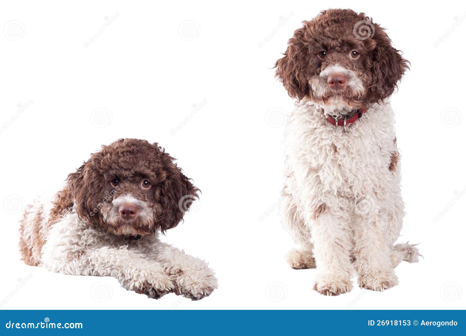 Lagotto romagnolo stock image. Image of brown, posing - 26918153
