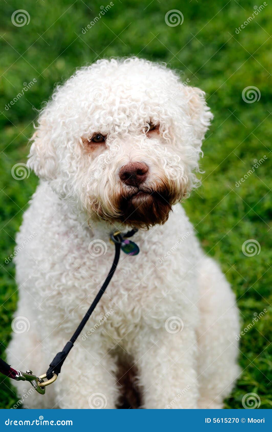 Lagotto Romagnolo stock photo. Image of pedigree, attentive - 5615270