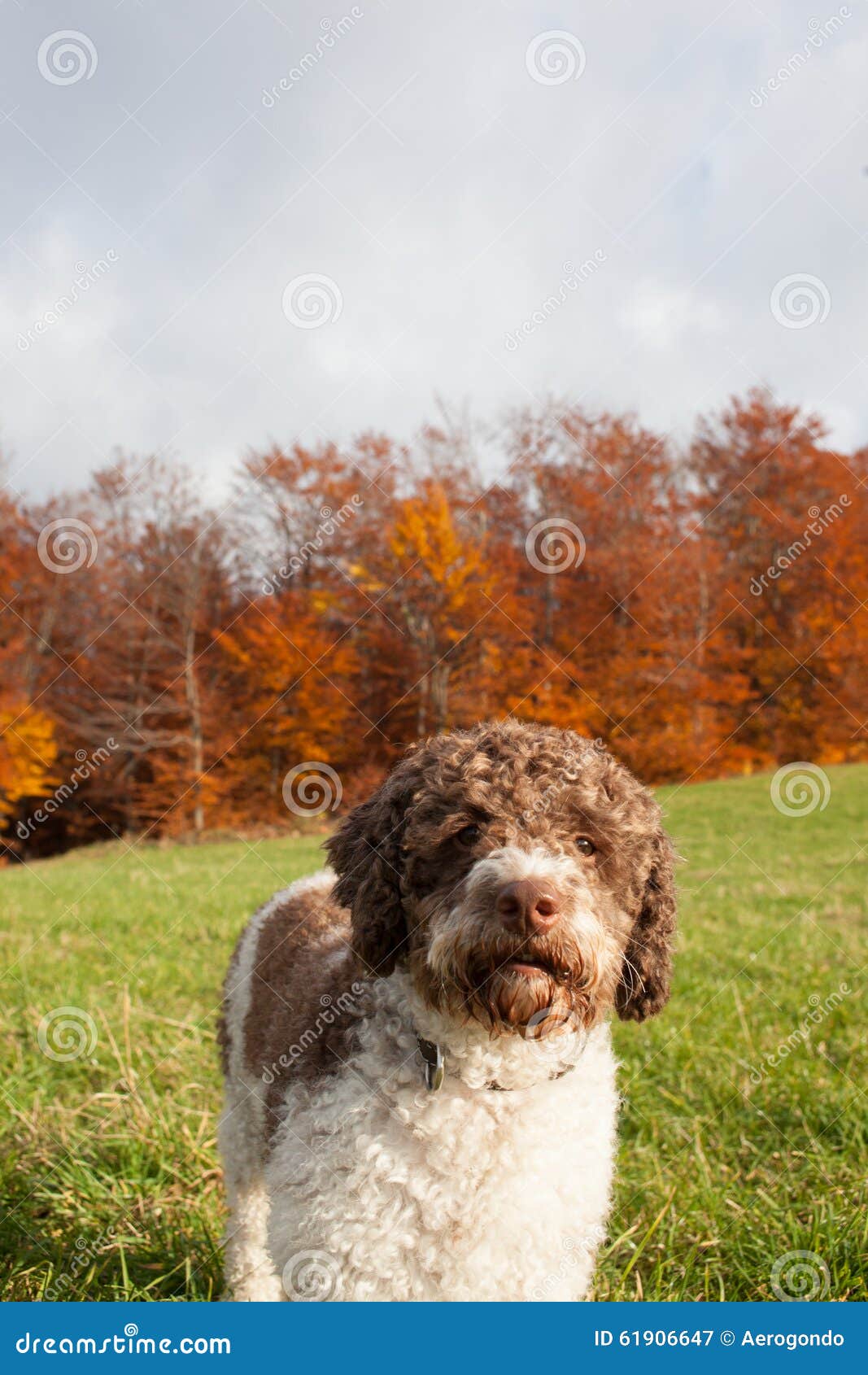 Lagotto Romagnolo stock image. Image of food, autumn - 61906647