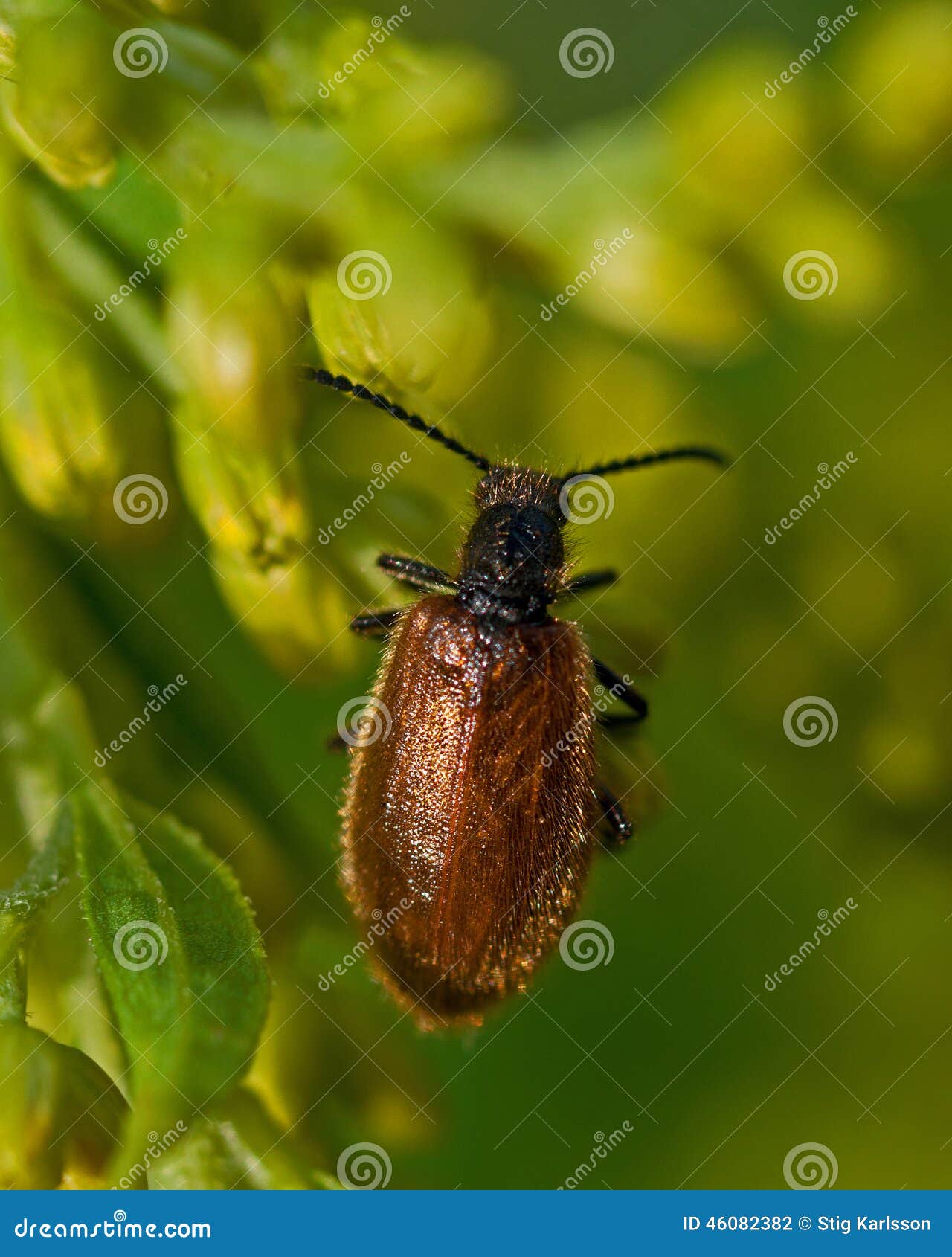 Lagria hirta stock photo. Image of gras, green, gnawing - 46082382