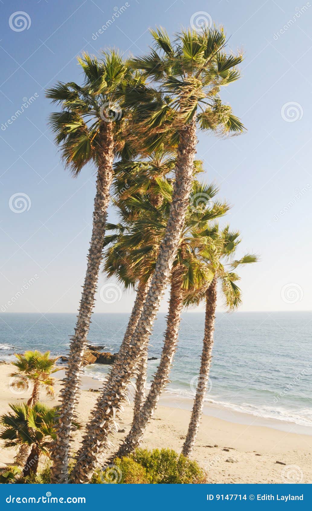 Laguna Beach Palm Trees stock photo. Image of waves, beach - 9147714
