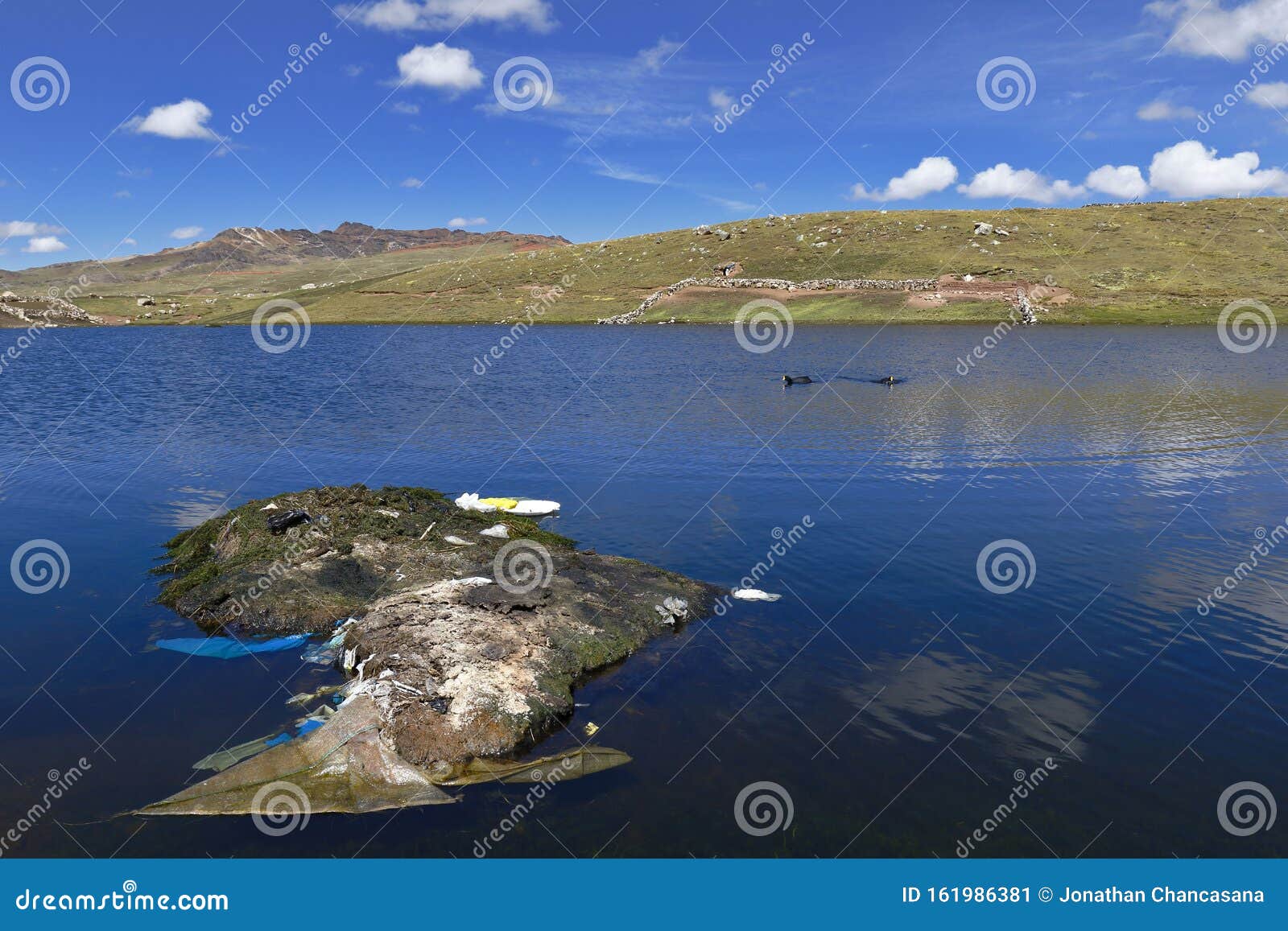 Lagoon Contaminated with Bags Stock Image - Image of ambient, animals ...